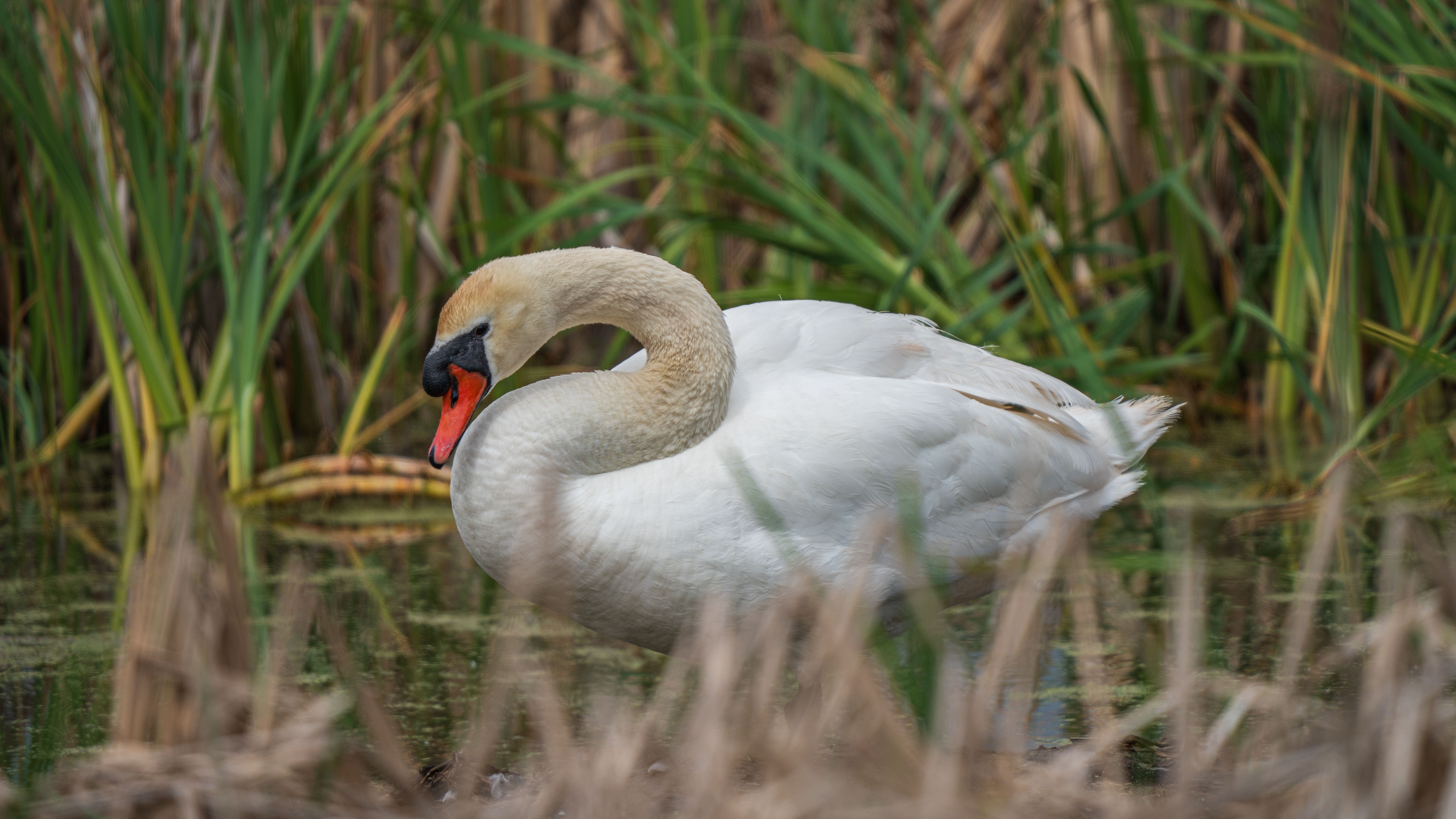 Swan in Pond · Free Stock Photo