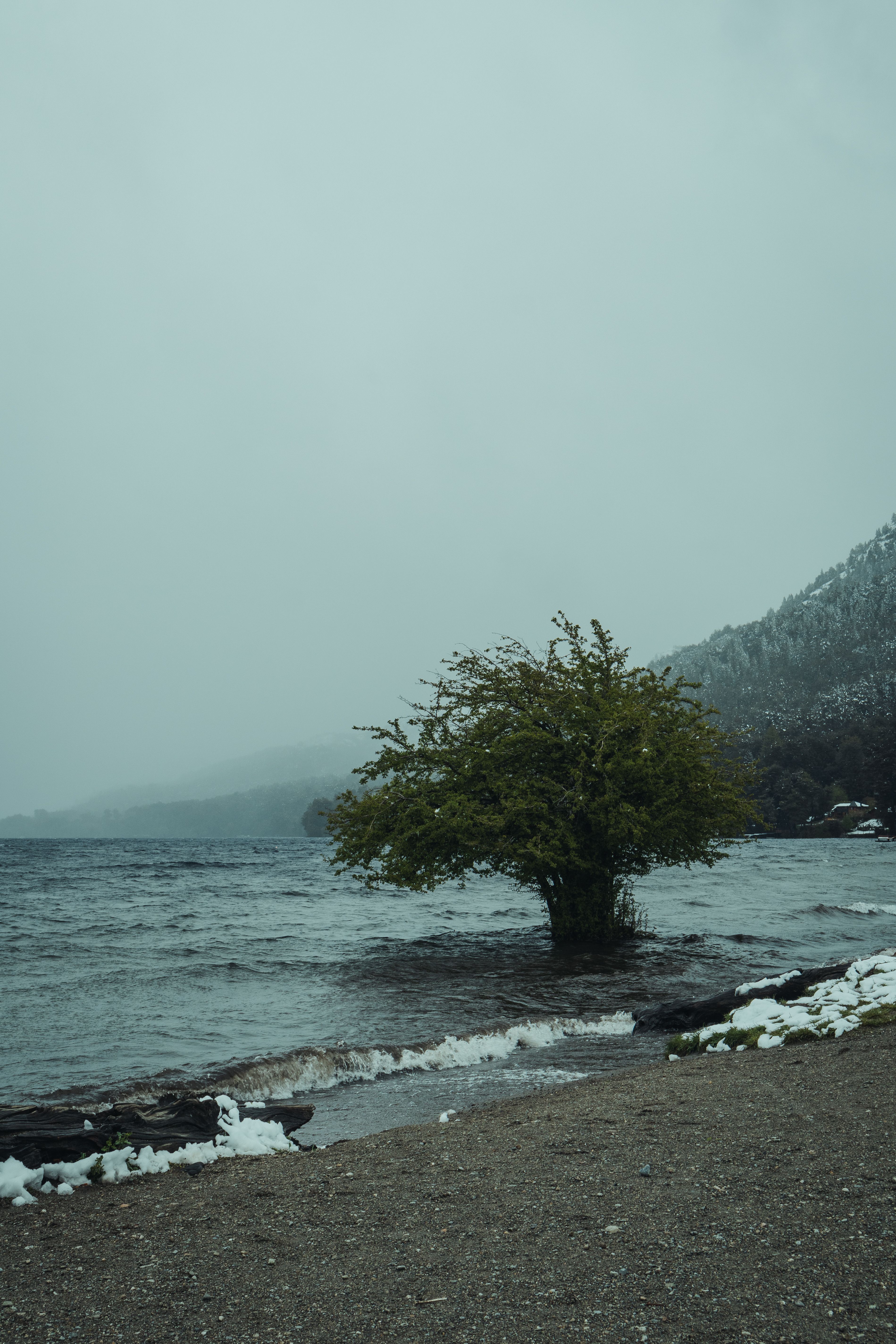 A Tree on a Seashore · Free Stock Photo