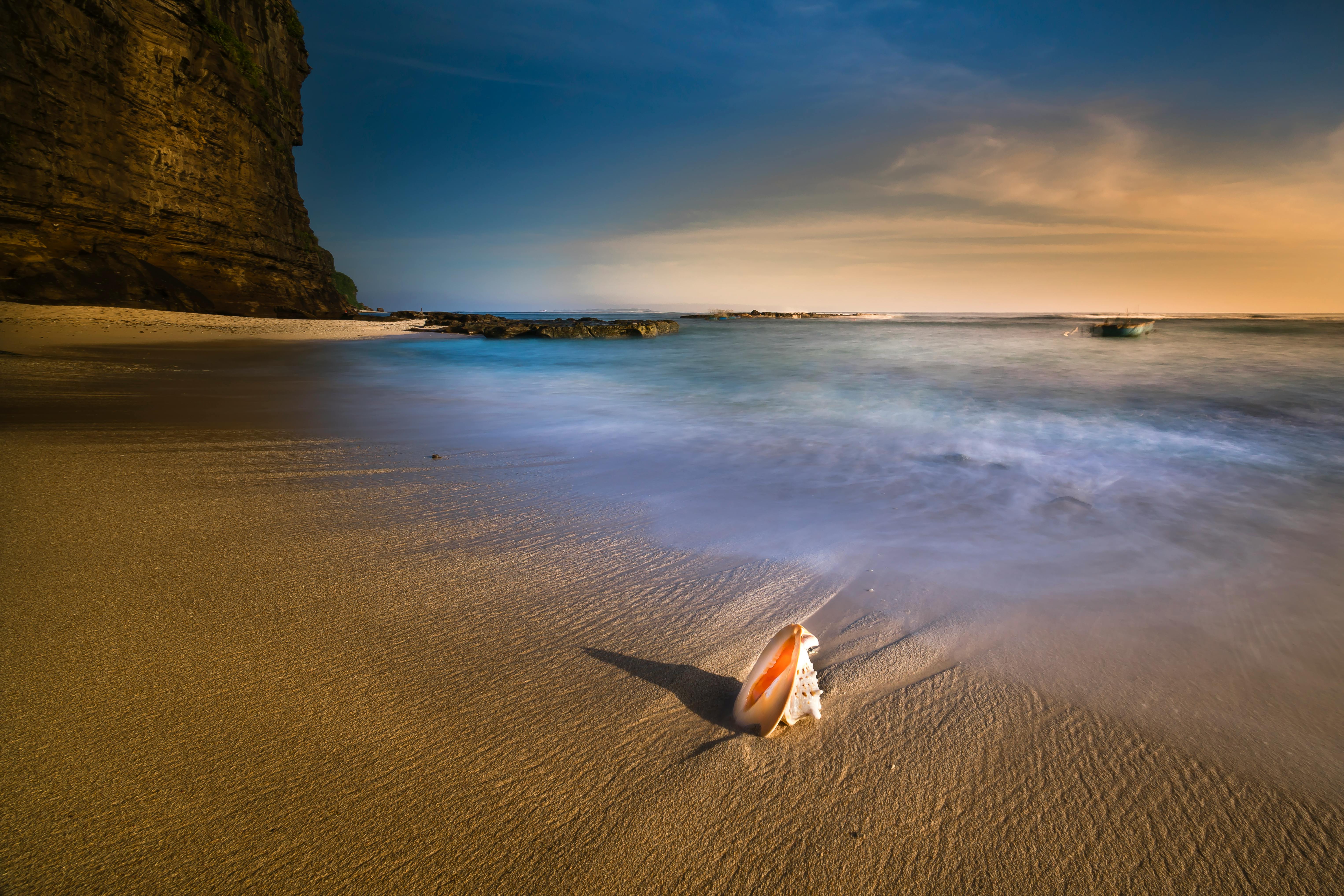 Grey Conch Shell on Shore · Free Stock Photo