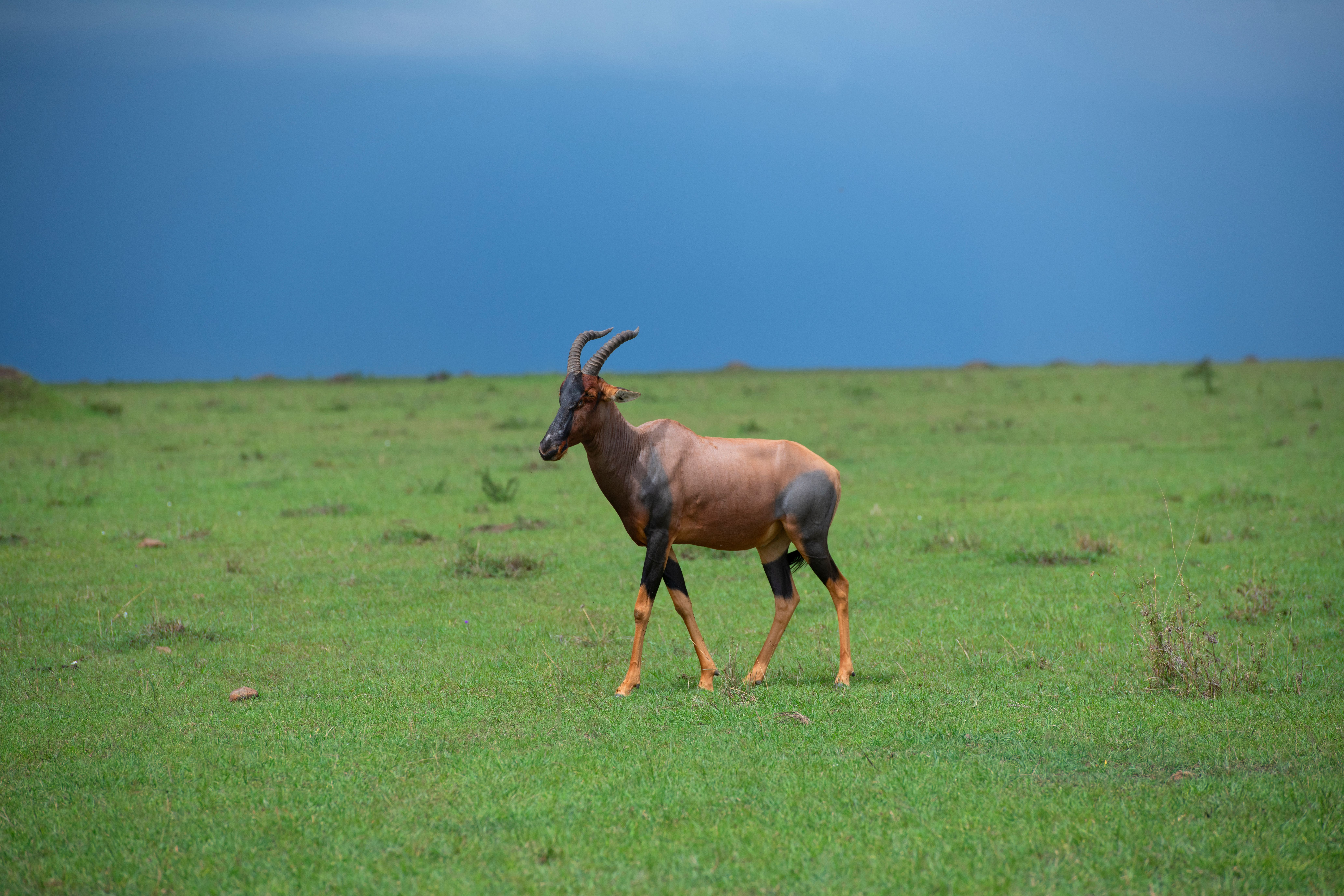 Top Antelope on Meadow · Free Stock Photo