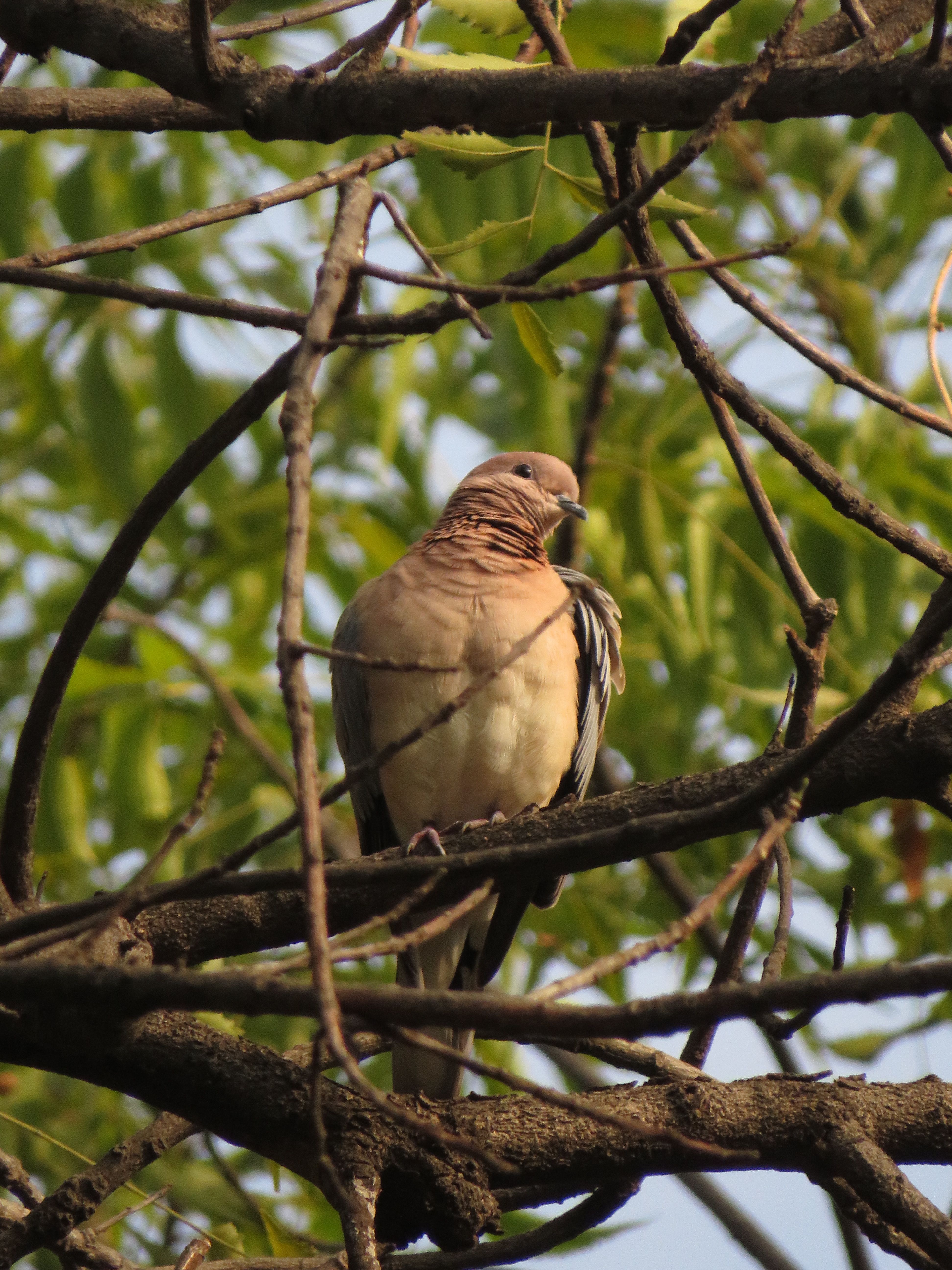 Grenada Dove on Tree · Free Stock Photo