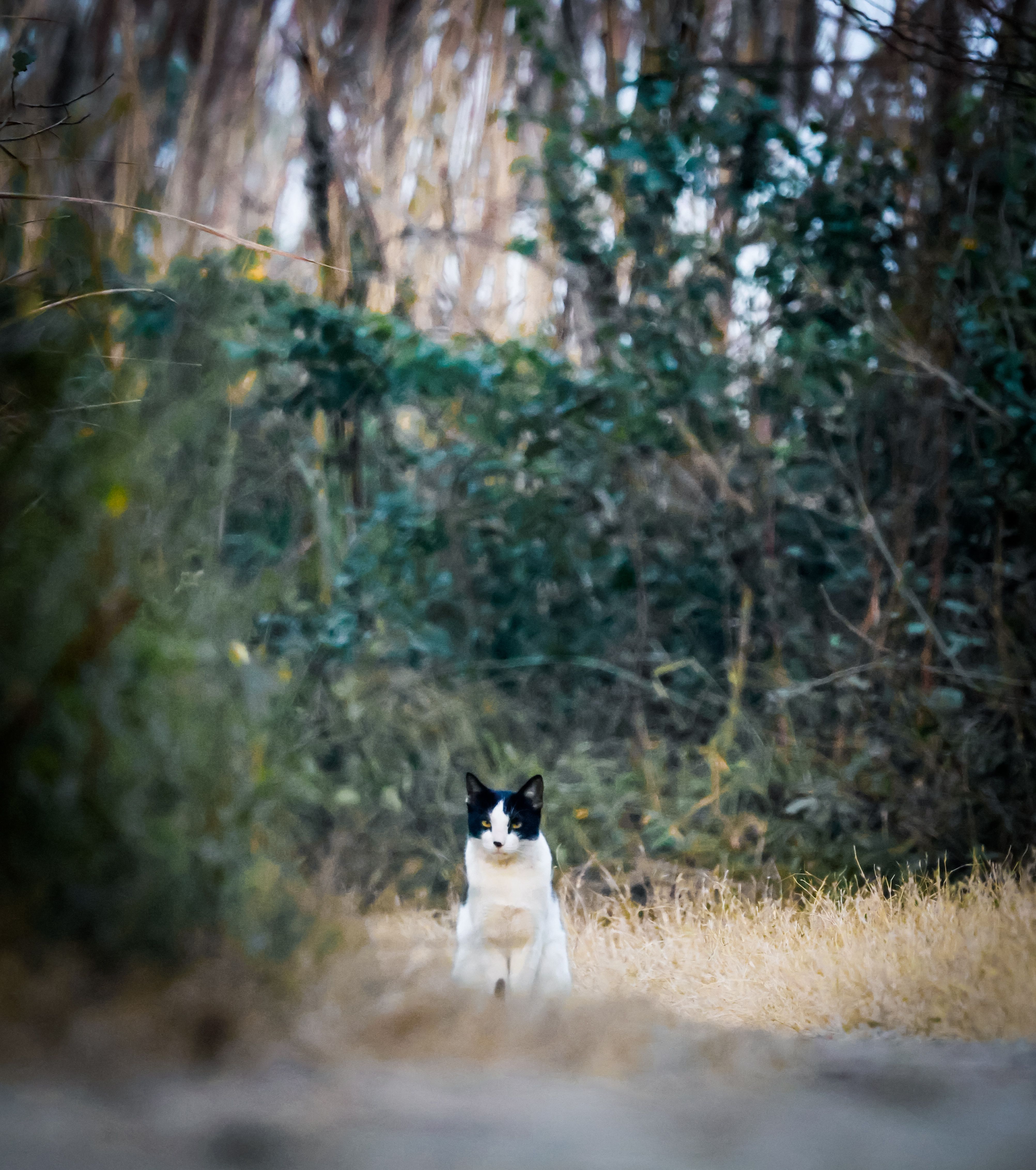 Cat In A Forest Photos, Download The BEST Free Cat In A Forest Stock ...