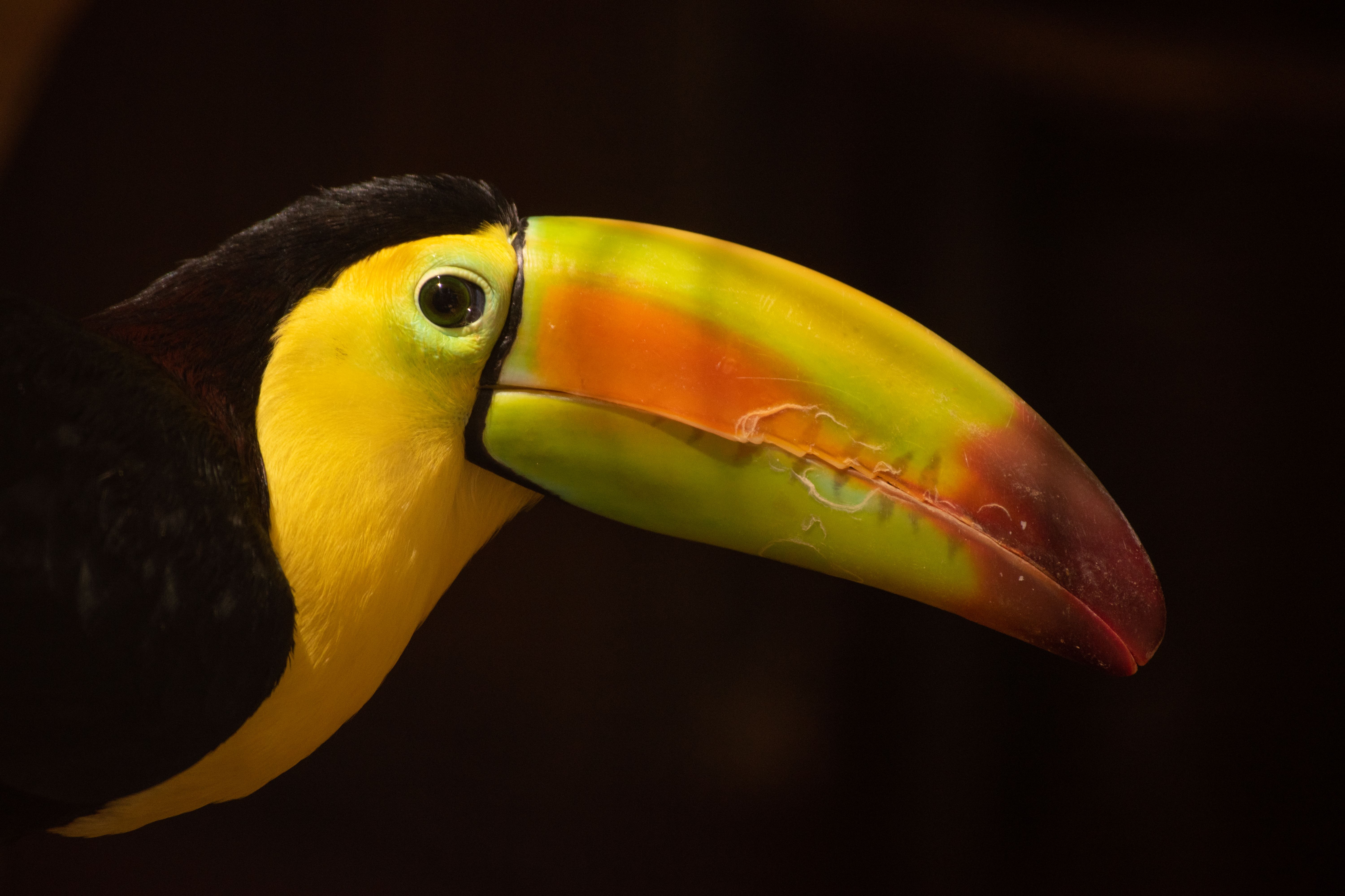 Portrait of Toucan in the Dark · Free Stock Photo