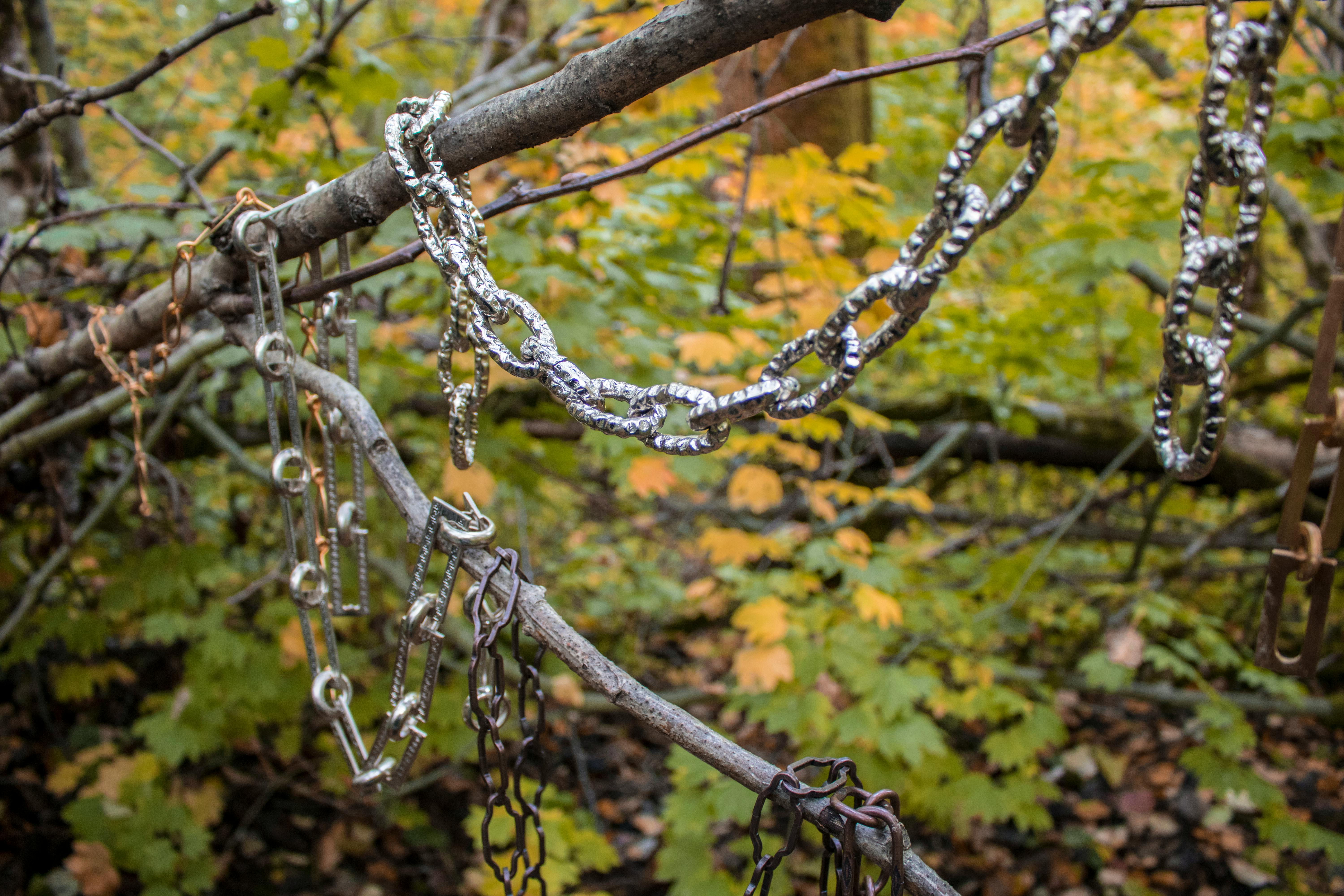 Free stock photo of chains, enchanted forest, forest