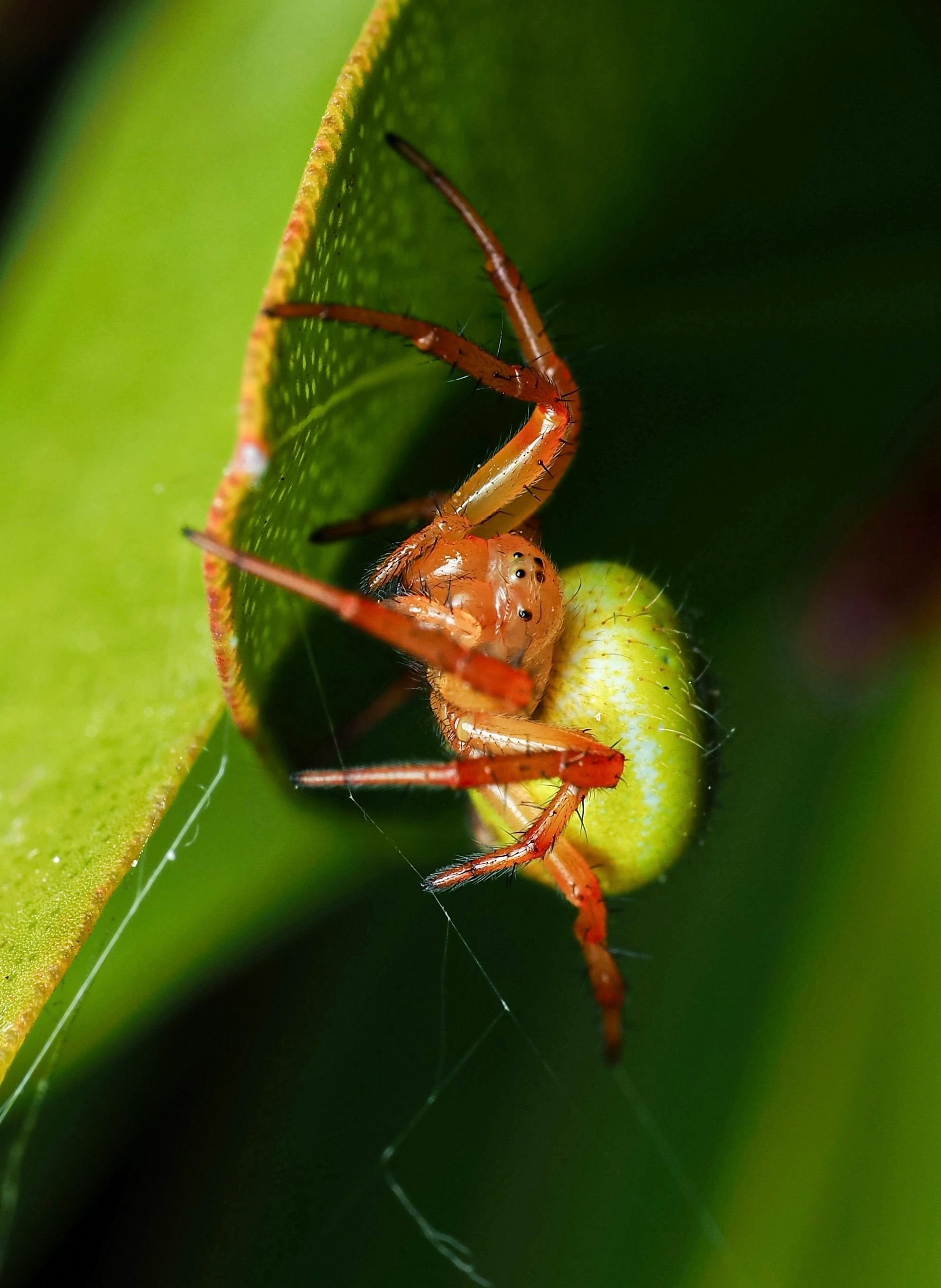 Garden Spider on Leaf · Free Stock Photo