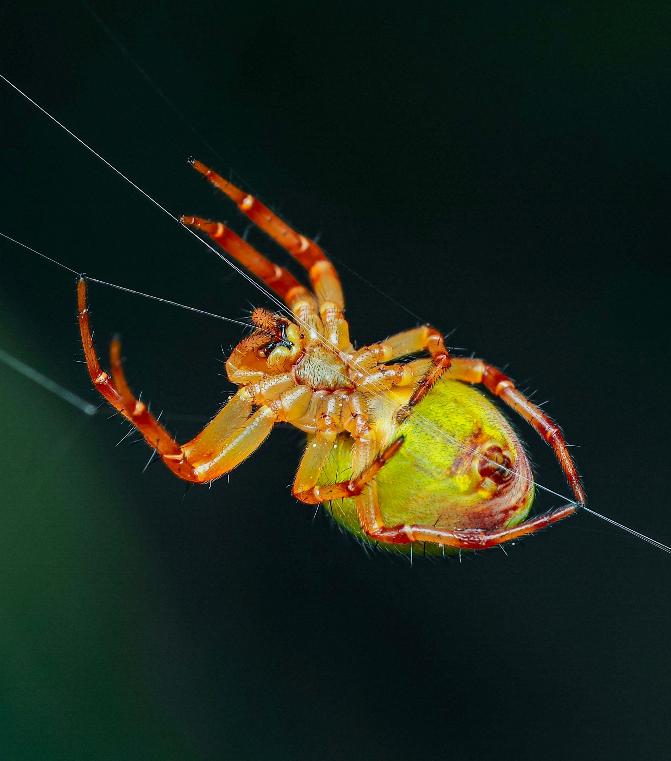 Spider in Spiderweb · Free Stock Photo