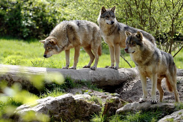 Wolves Photos, Download The BEST Free Wolves Stock Photos & HD Images