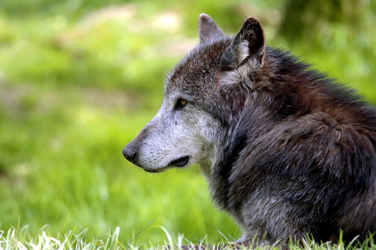 Wolf Head Photos, Download The BEST Free Wolf Head Stock Photos & HD Images