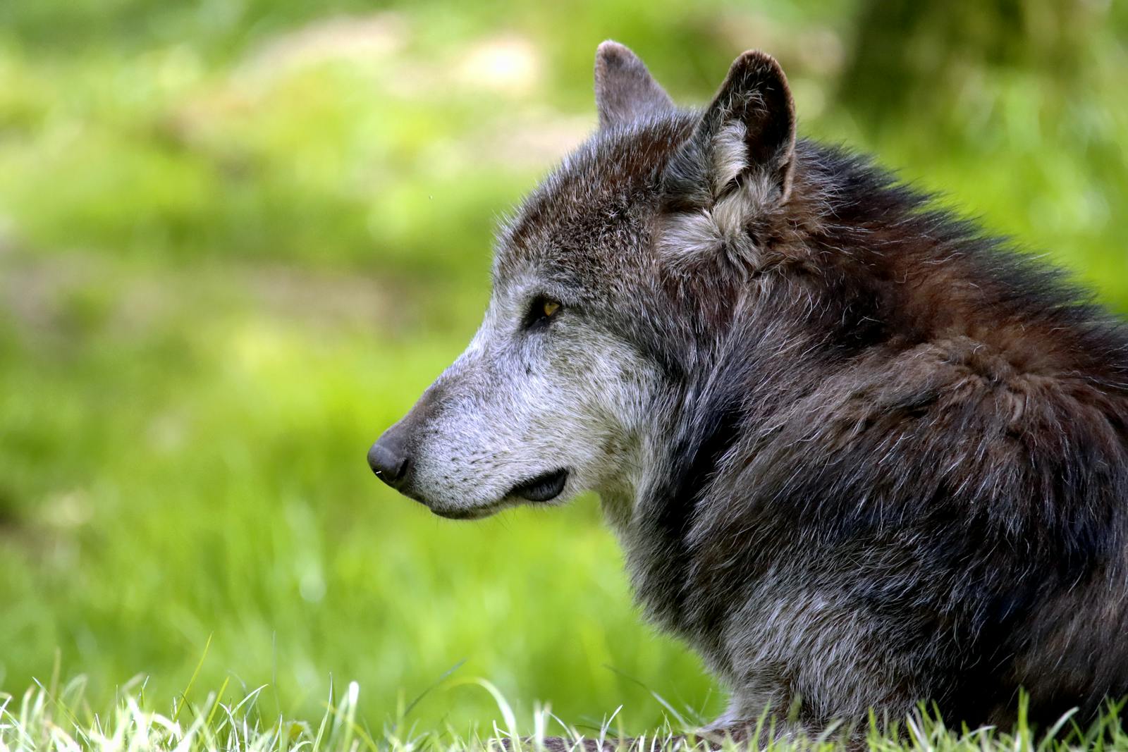 Wolf Head Photos, Download The BEST Free Wolf Head Stock Photos & HD Images