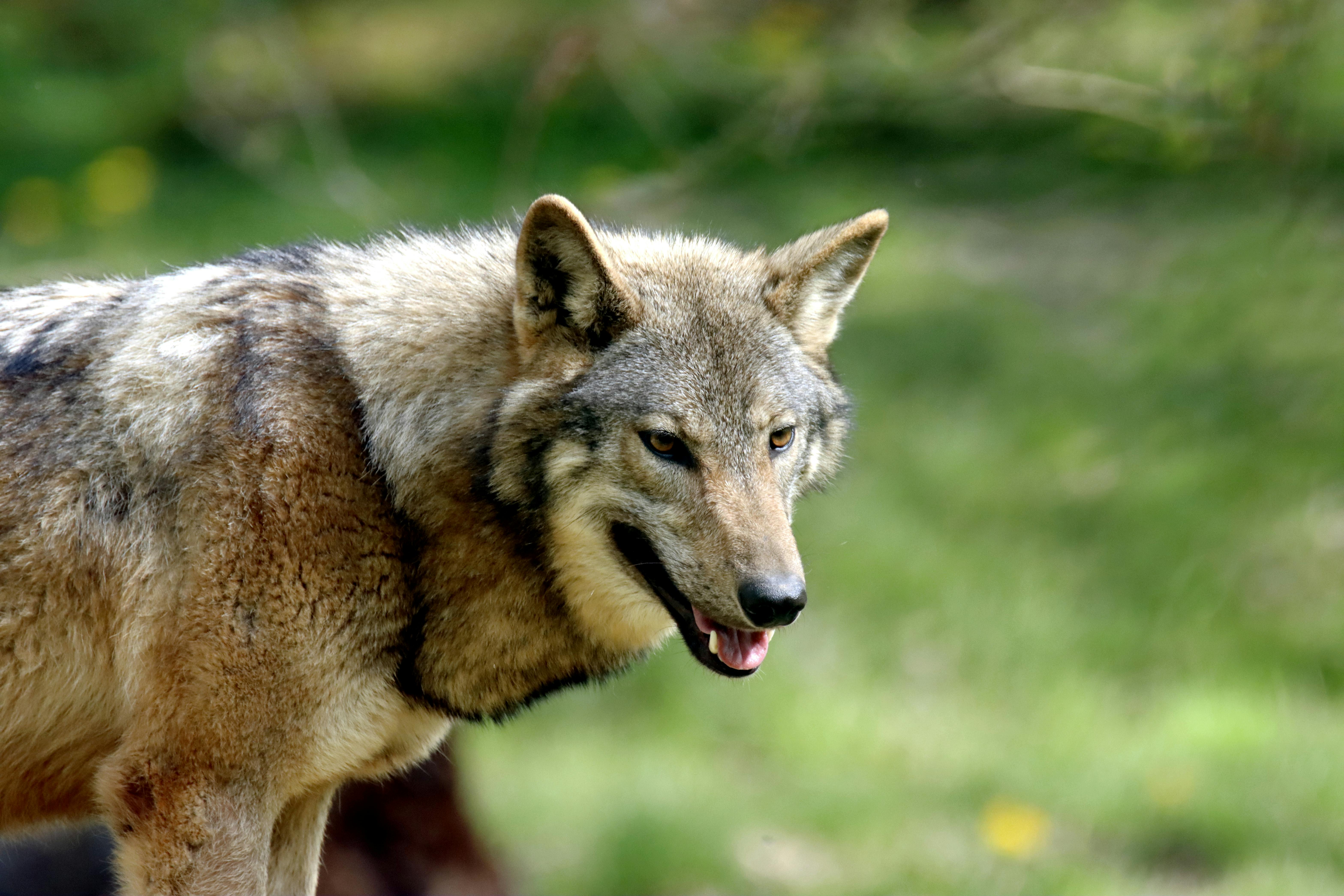 Sly Look Photos, Download The BEST Free Sly Look Stock Photos & HD Images