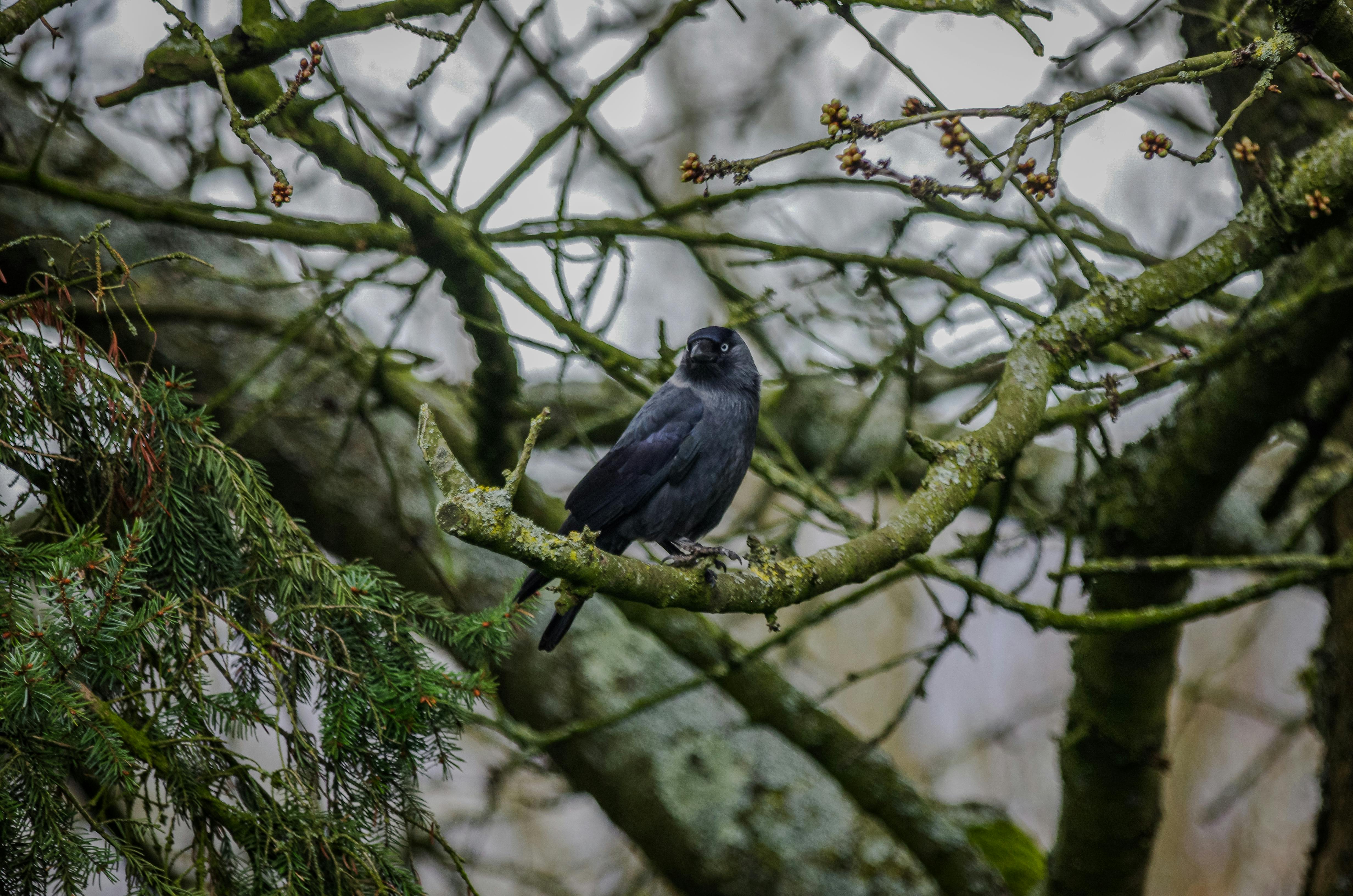 A black bird sitting on a branch in a tree · Free Stock Photo