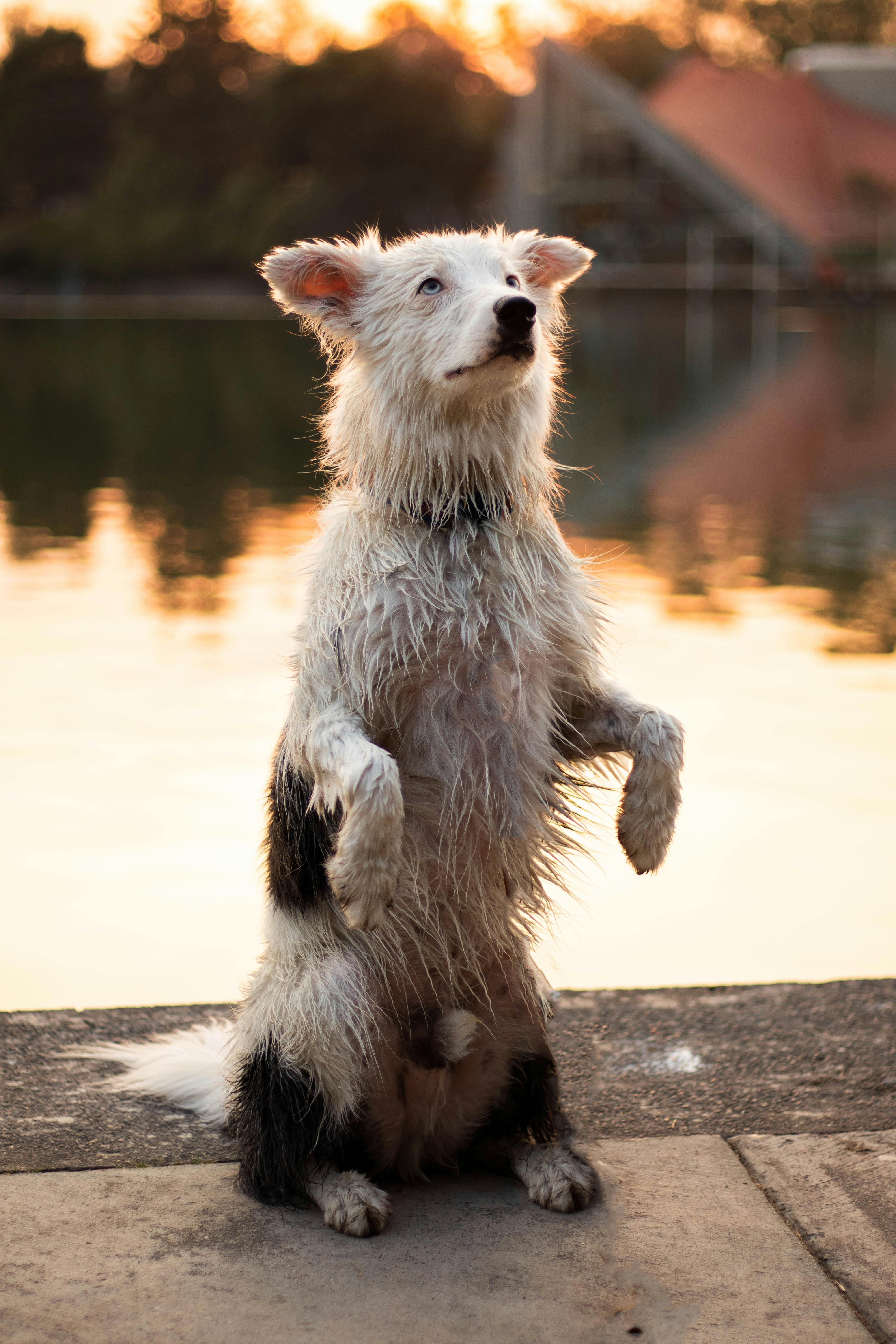Obedient Pleading Dog · Free Stock Photo