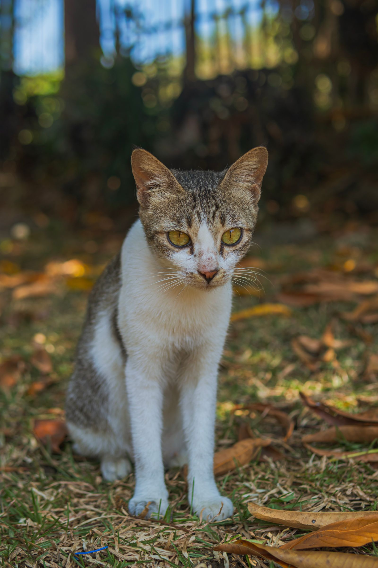 Cat Pic Photos, Download The BEST Free Cat Pic Stock Photos & HD Images
