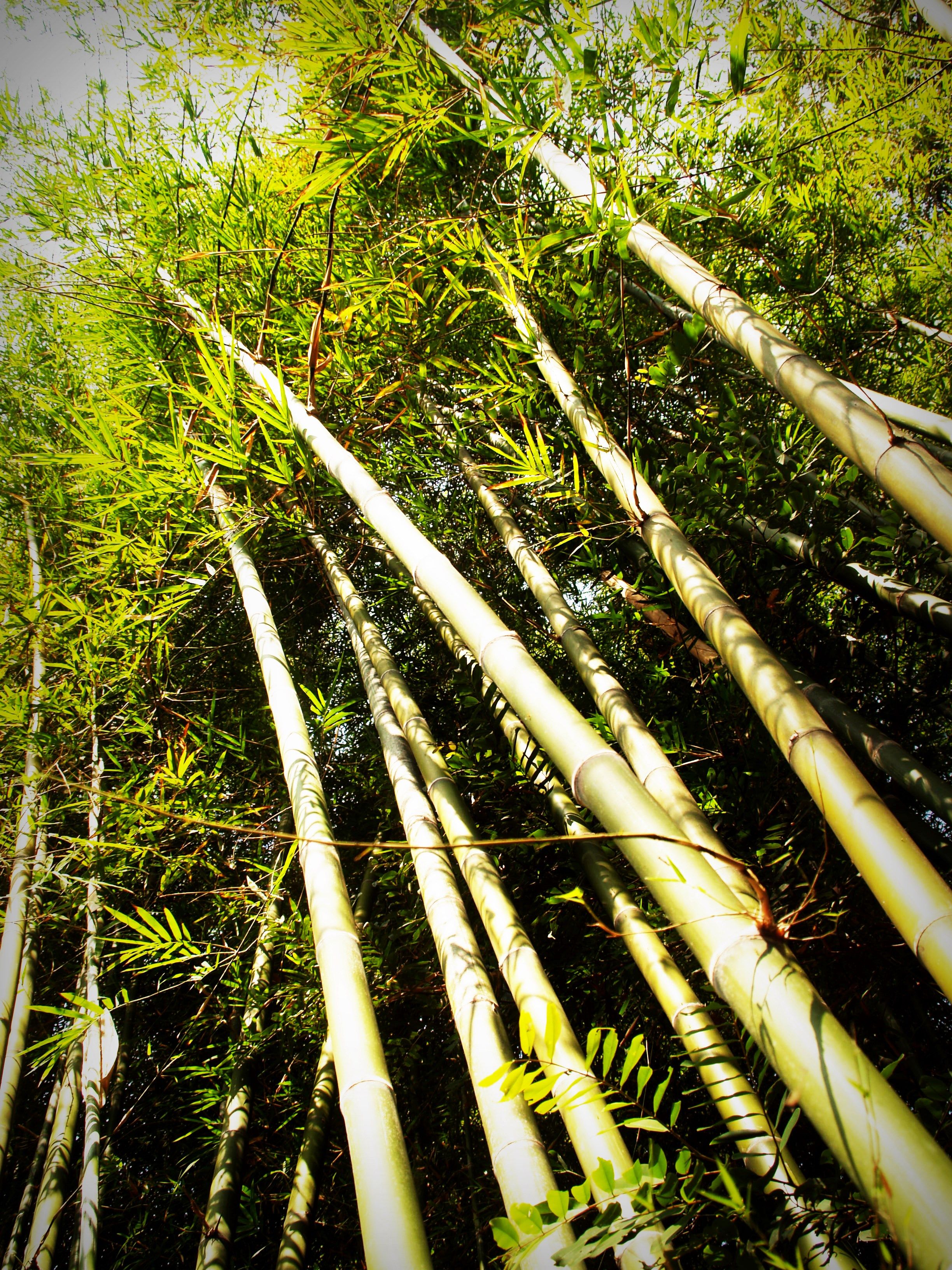 Person Showing Bamboo Trees · Free Stock Photo