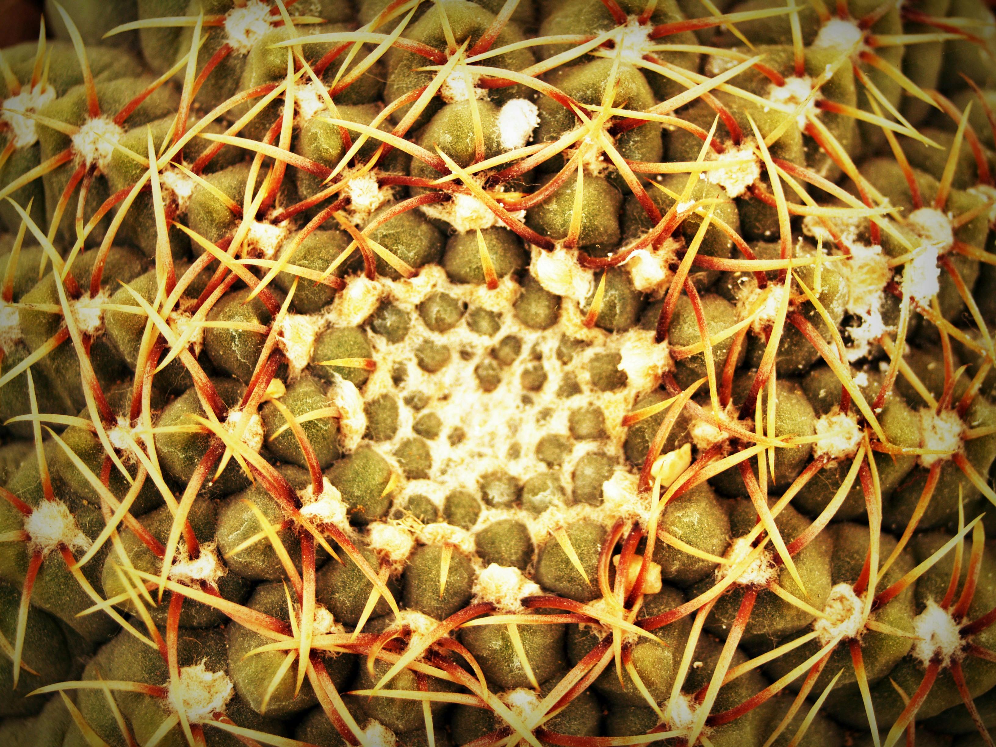 Macro Photography of Cactus Plant · Free Stock Photo