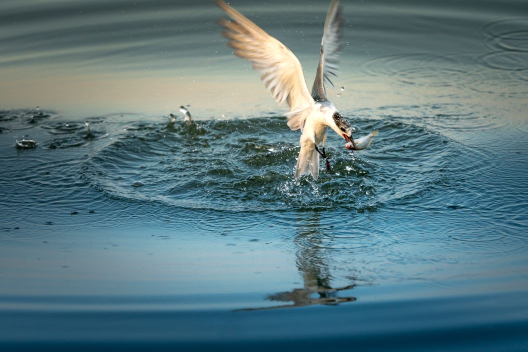 How to Nurse a Bird Back to Health with Care and Compassion