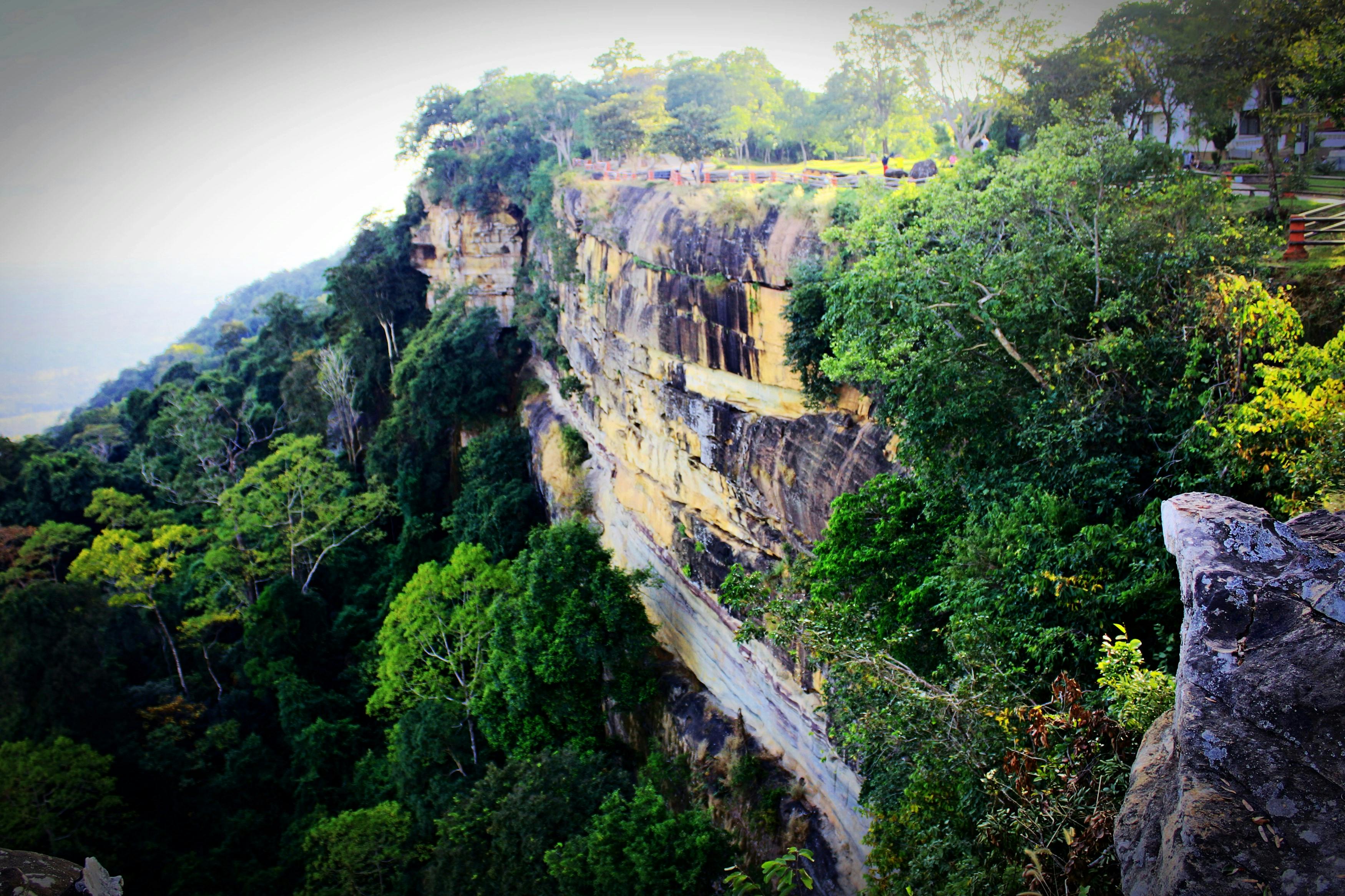 Green Leafed Plants on Cliff · Free Stock Photo