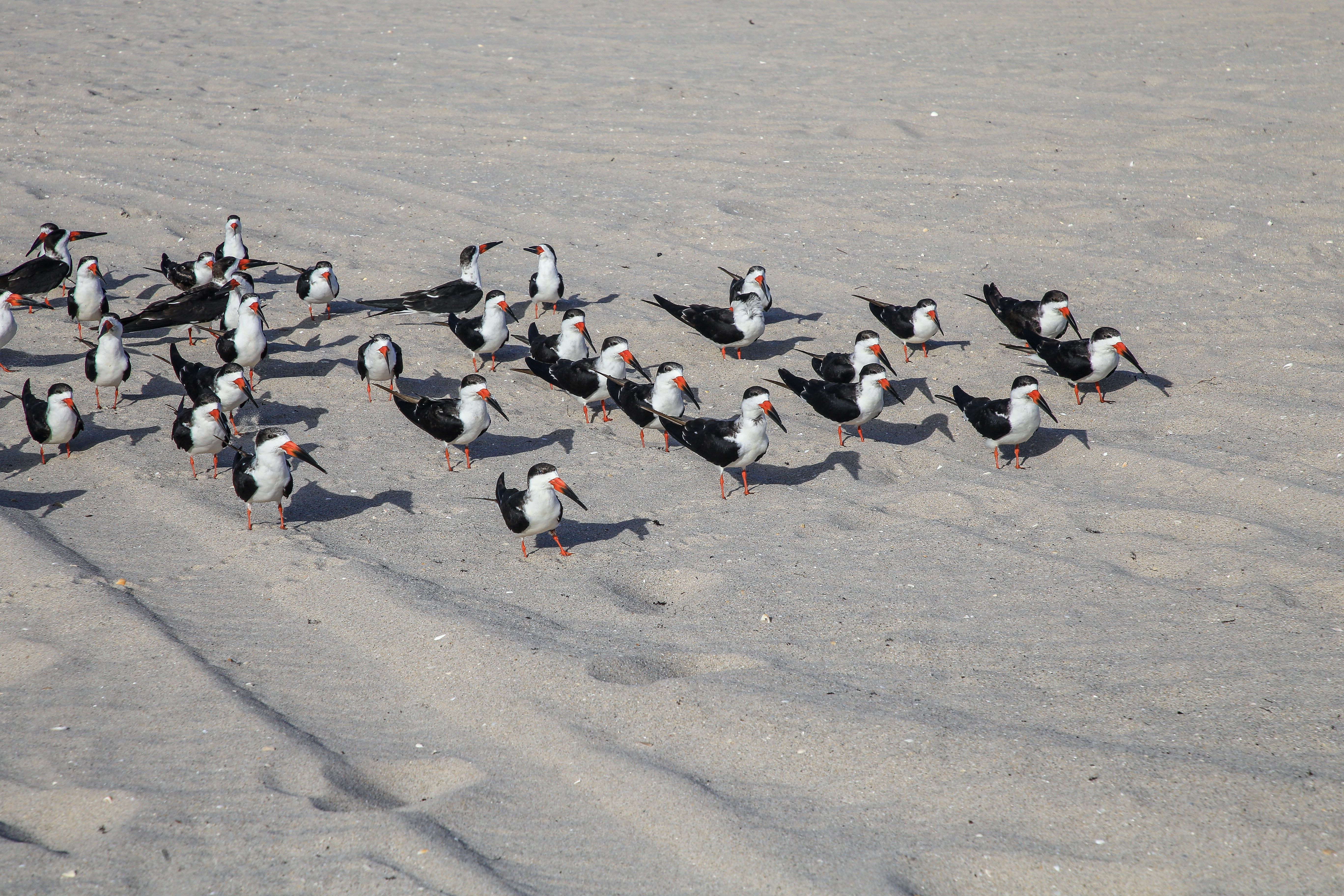 Free stock photo of beach, birds, ocean