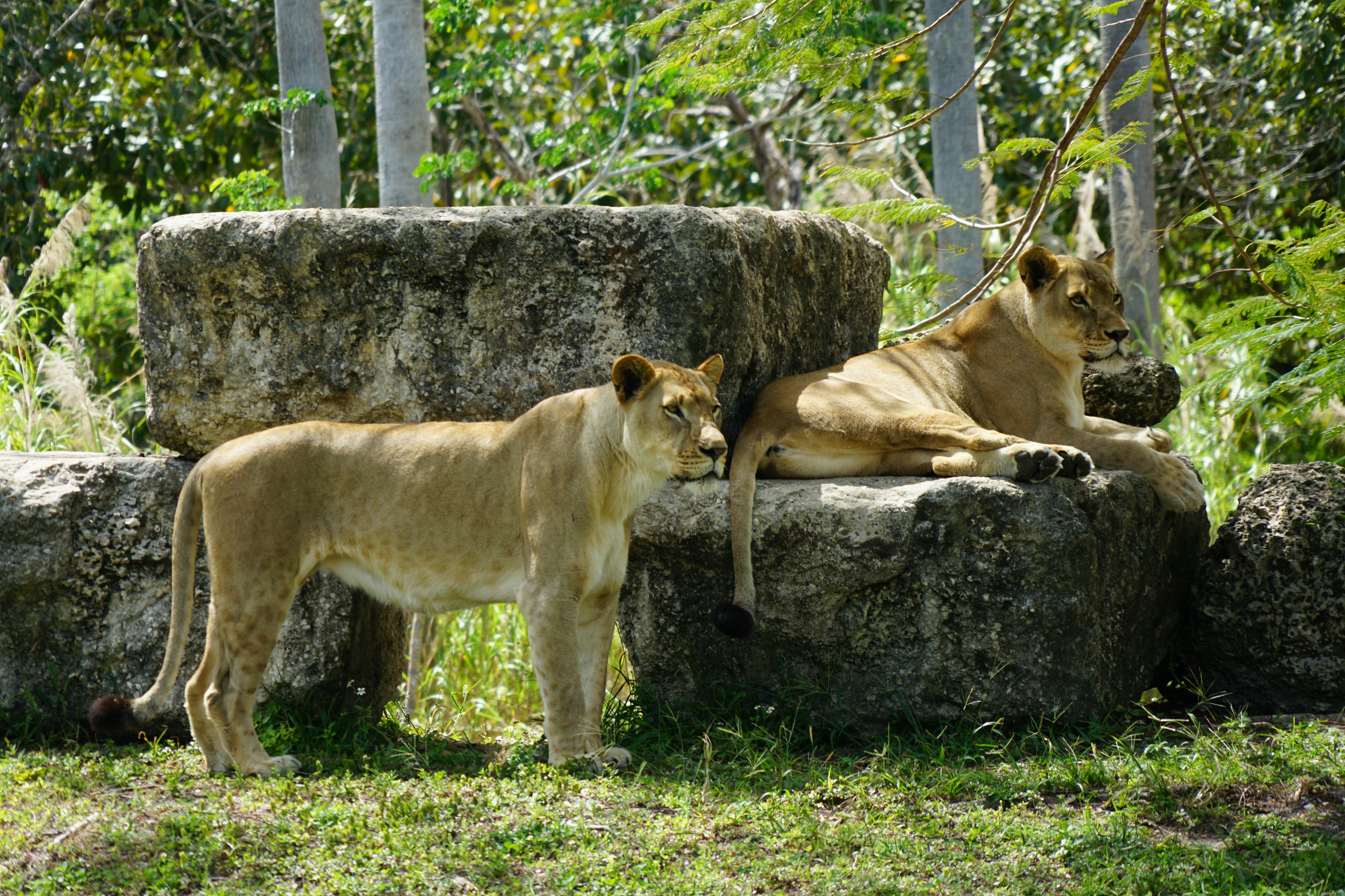 Free stock photo of animals, elephant, flamingo