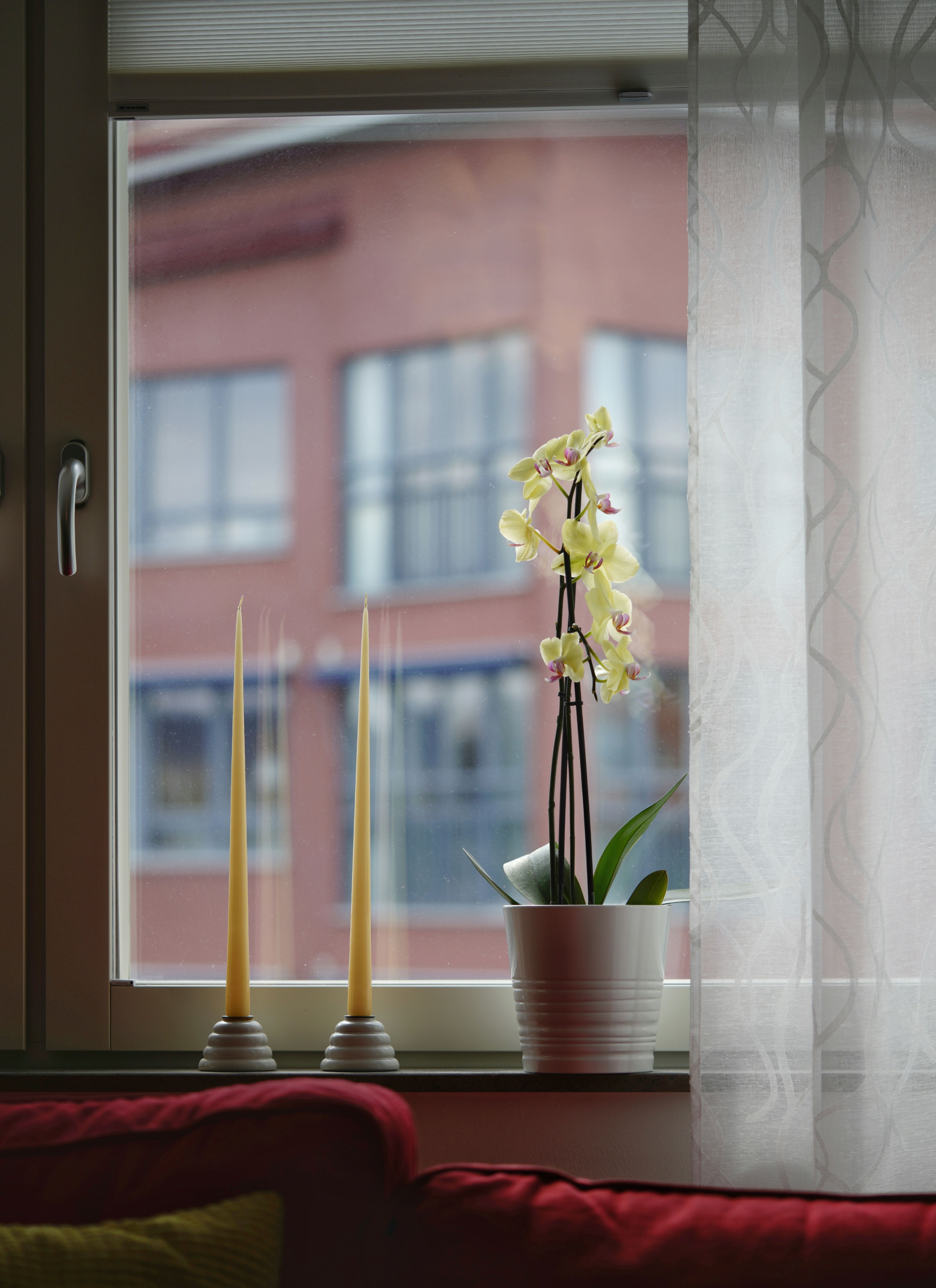 Flowers in a Vase by the Window · Free Stock Photo