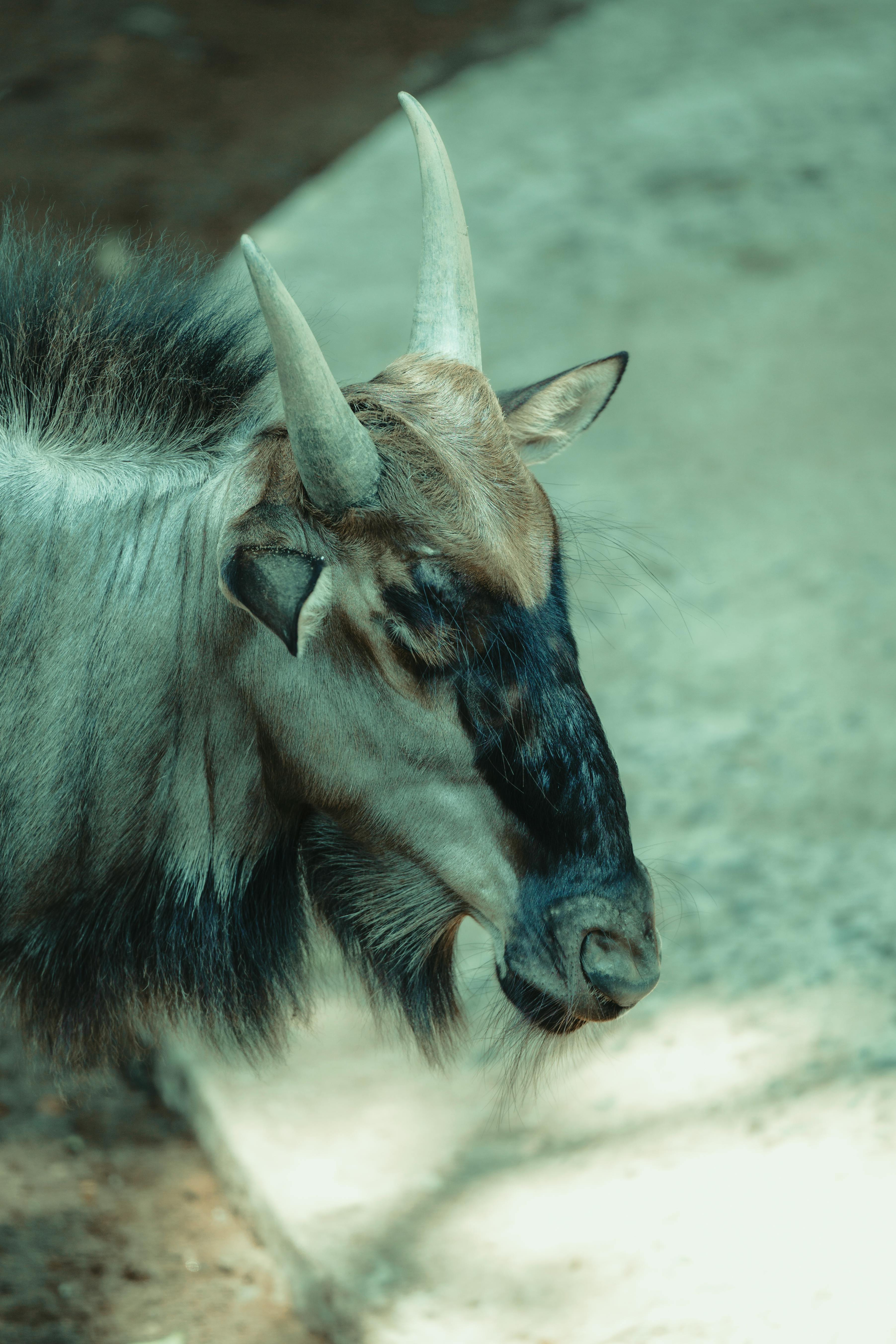 Blue Wildebeest Head · Free Stock Photo