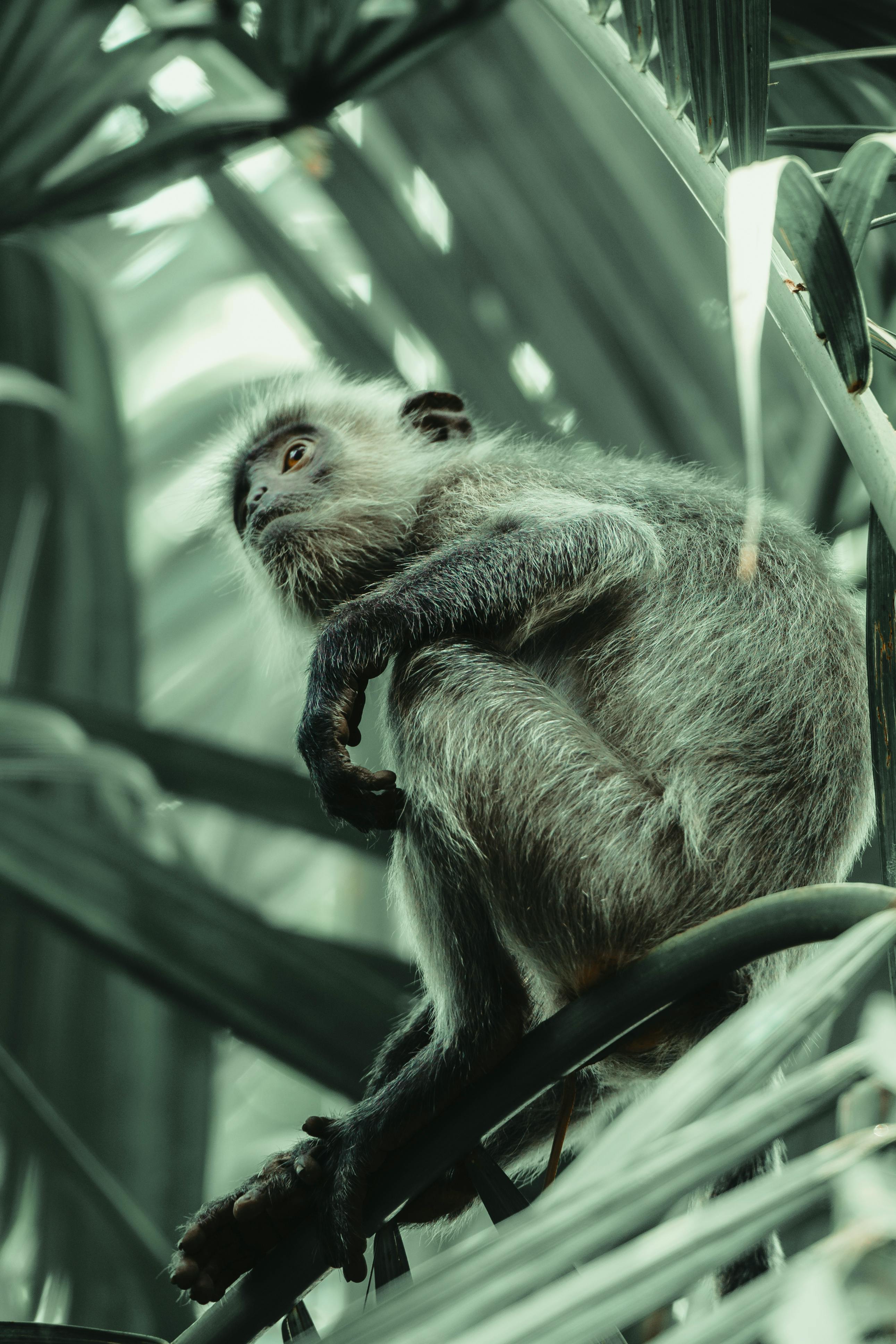 Monkey Animated Photos, Download The BEST Free Monkey Animated Stock ...