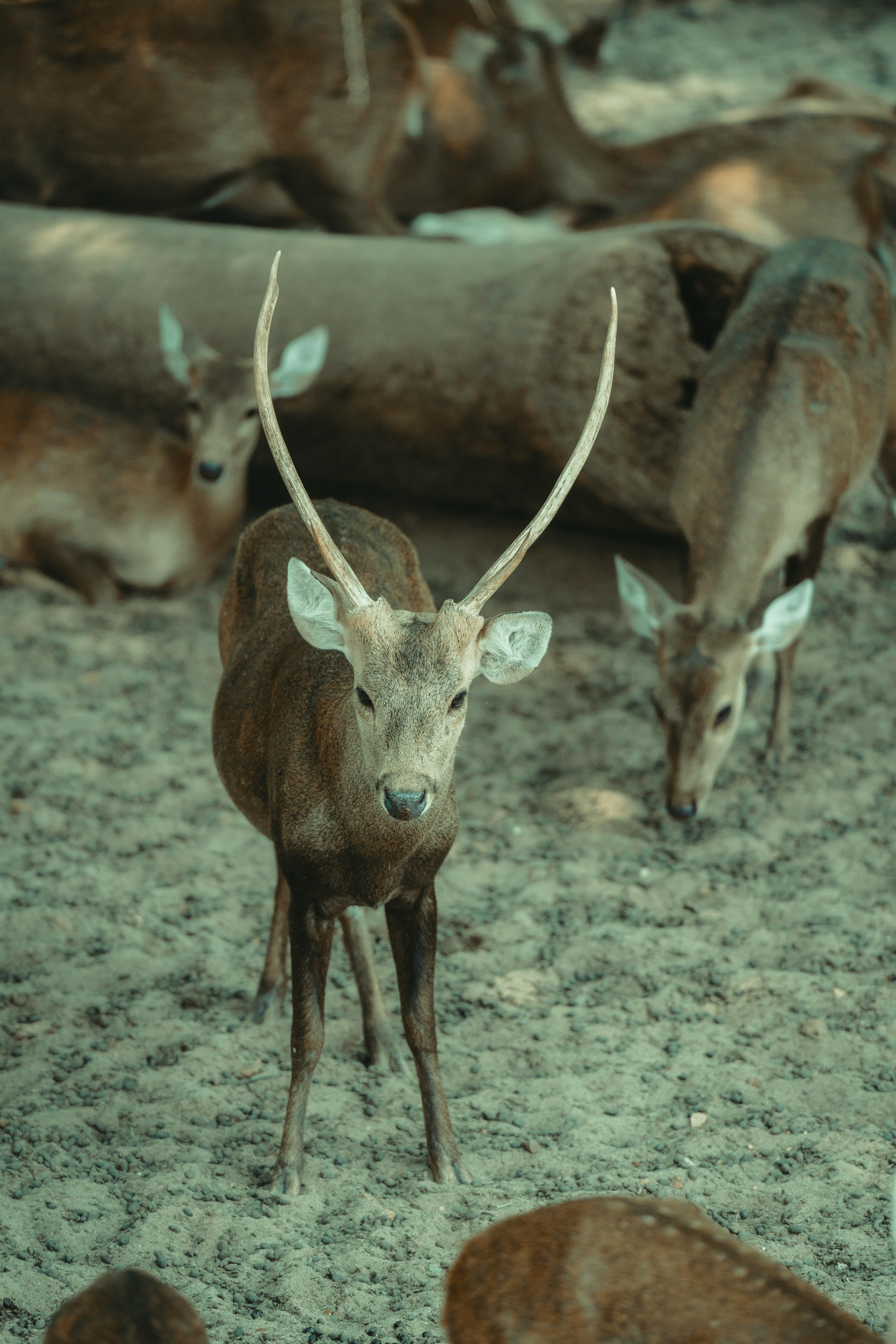 Herd of Bawean Deer on Sand · Free Stock Photo