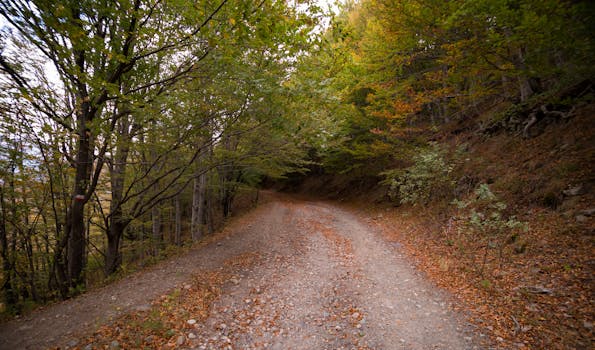 Photo Of Forest Trees and a Black Stone Pathway during Daytime · Free ...