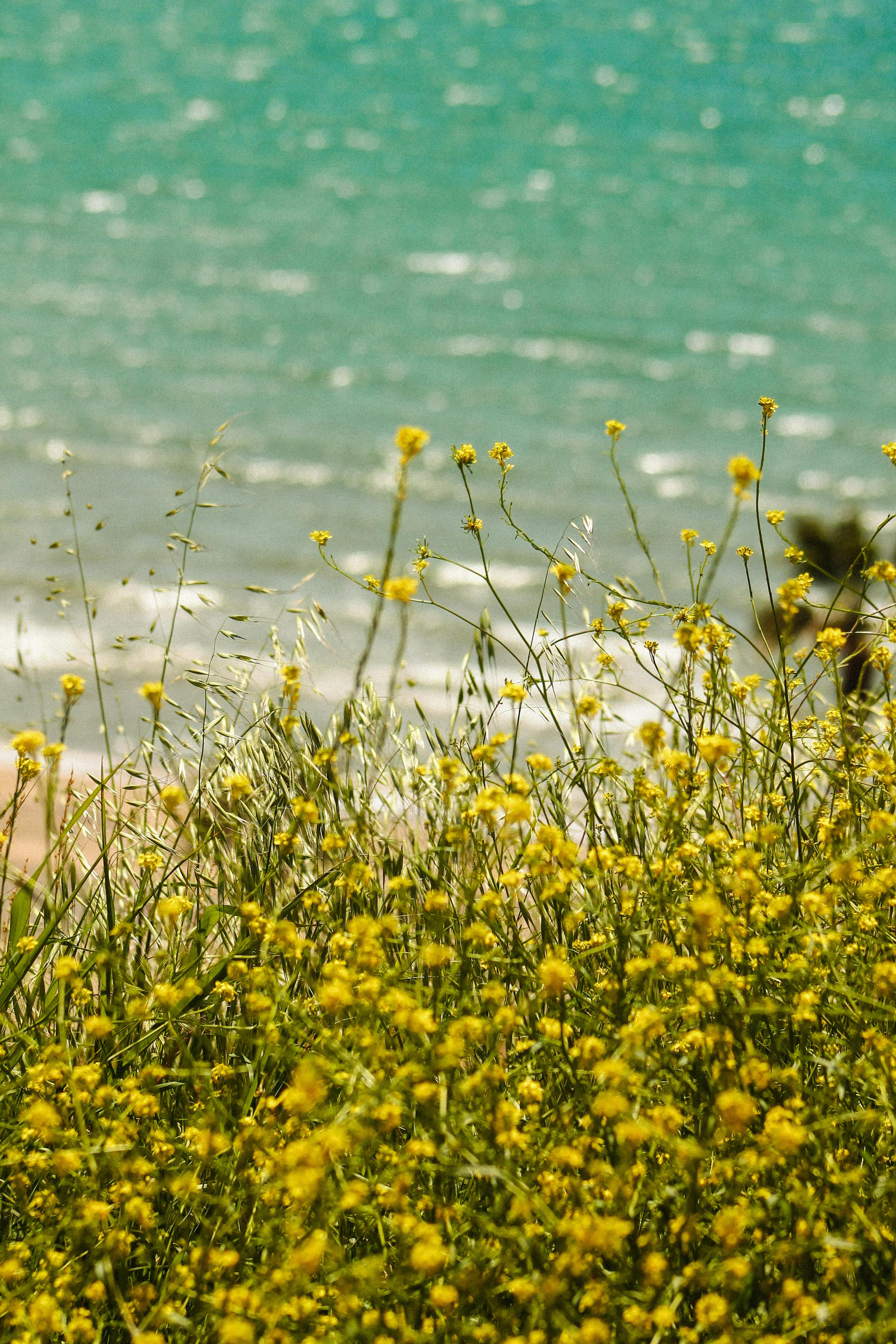 Yellow Flowers by the Shore · Free Stock Photo