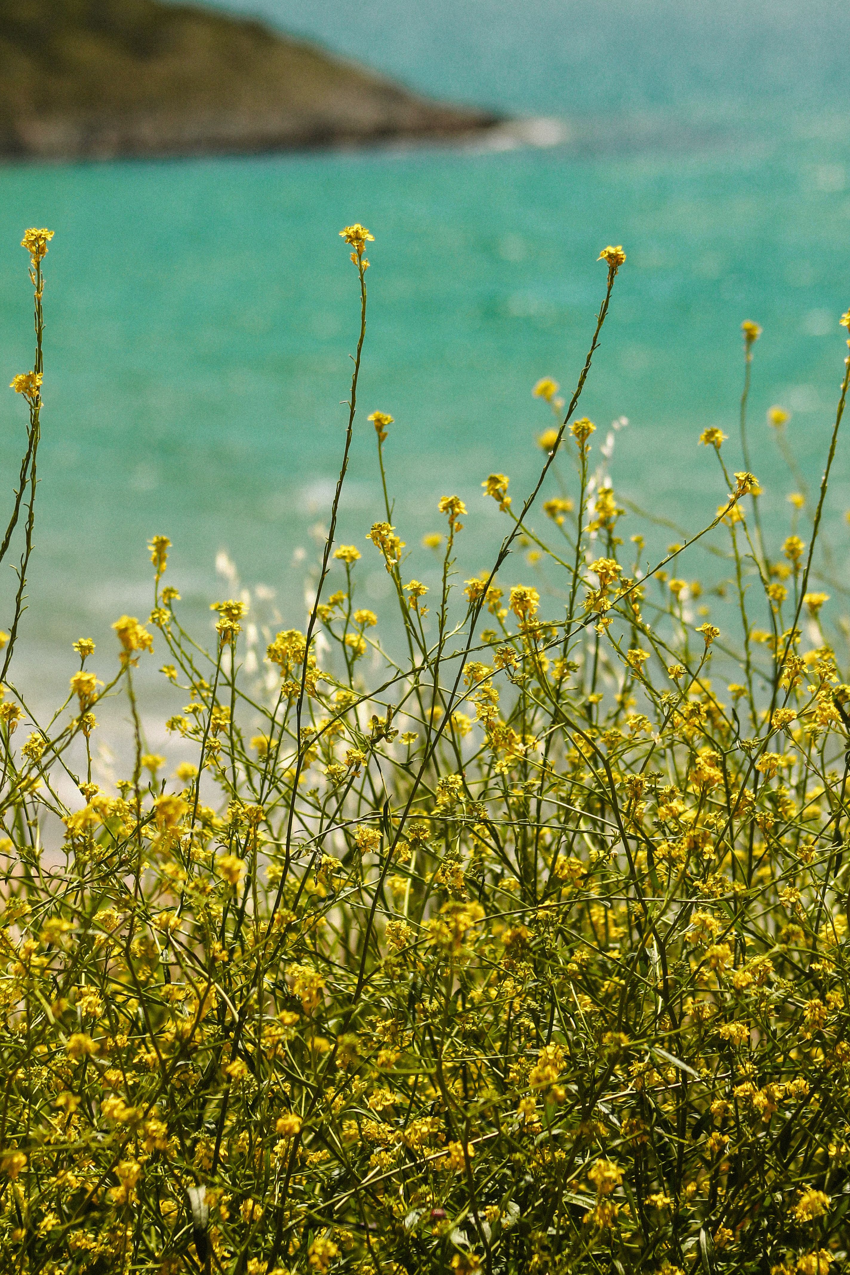Yellow Flowers on Sea Shore · Free Stock Photo