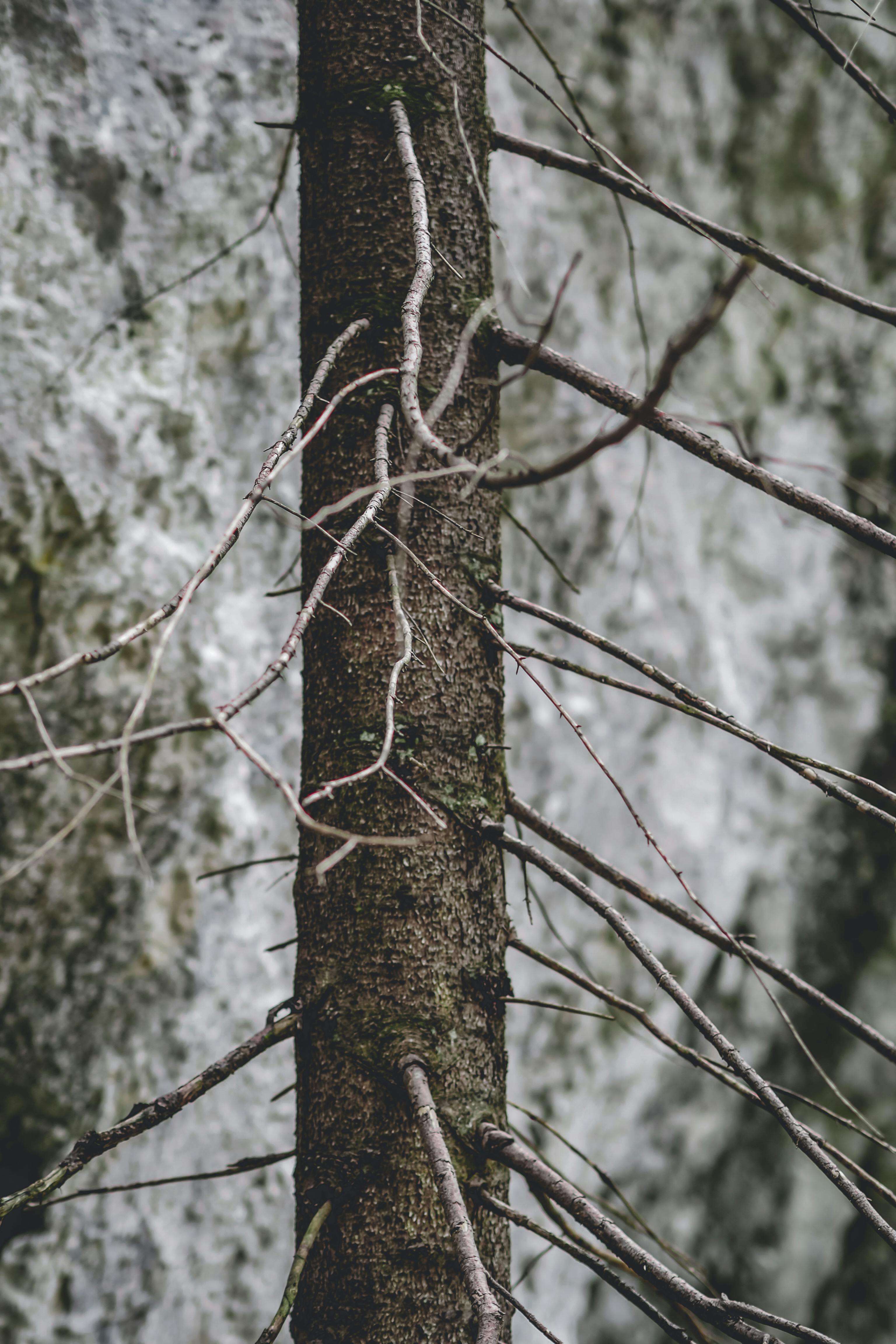 Dry tree trunk against plants in forest · Free Stock Photo