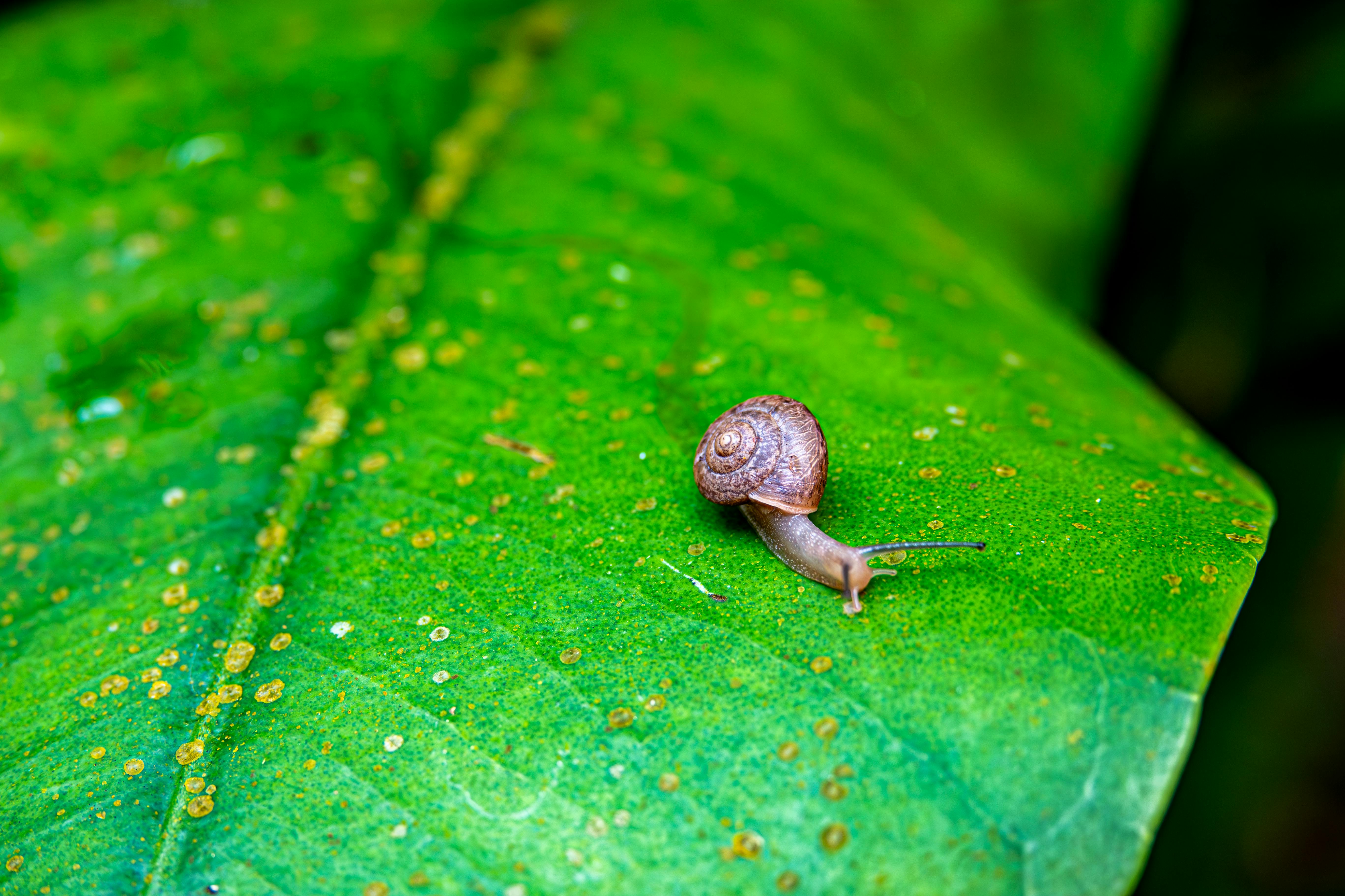 Subtle Snail Photos, Download The BEST Free Subtle Snail Stock Photos ...