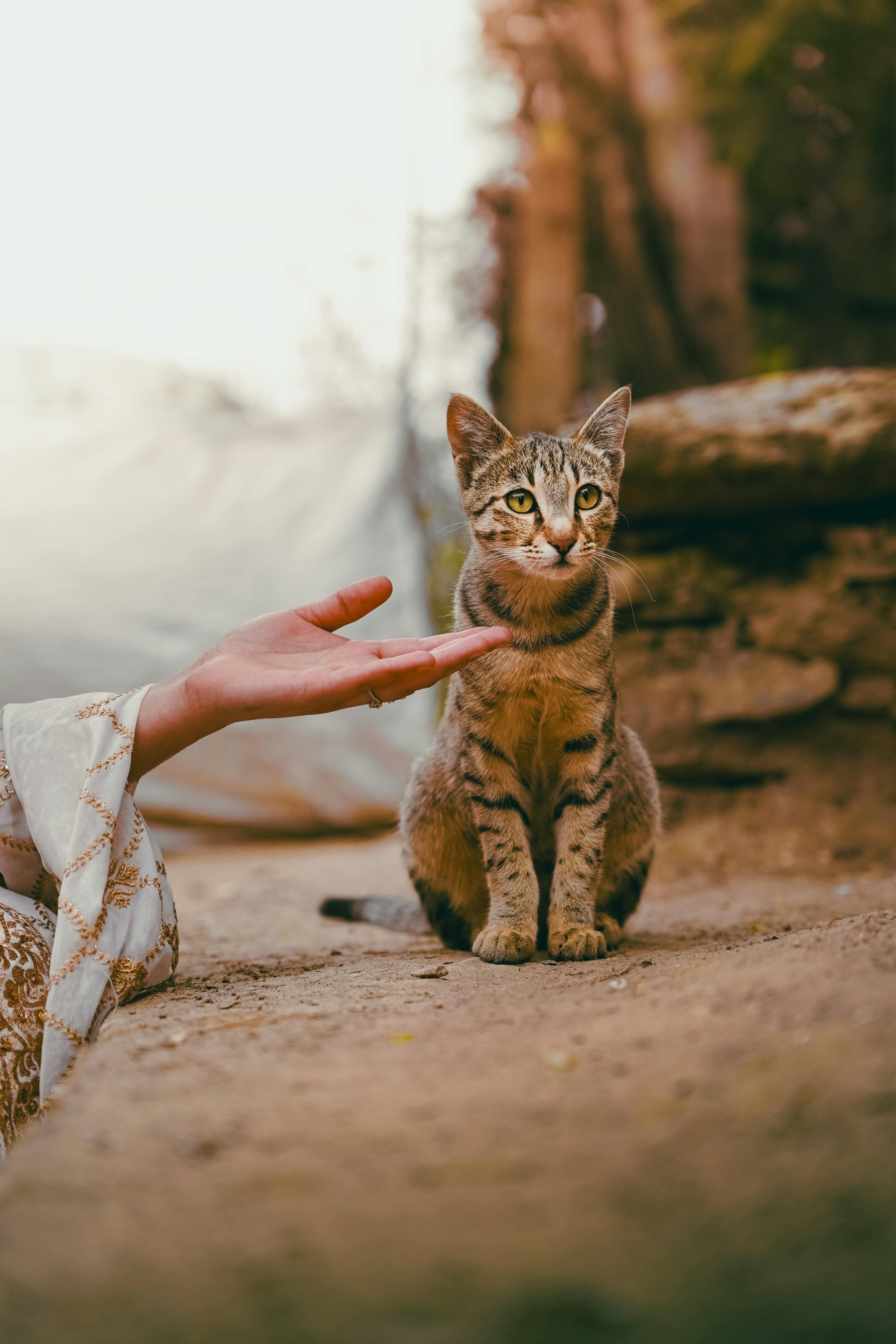 Woman Hand over Tabby Cat · Free Stock Photo