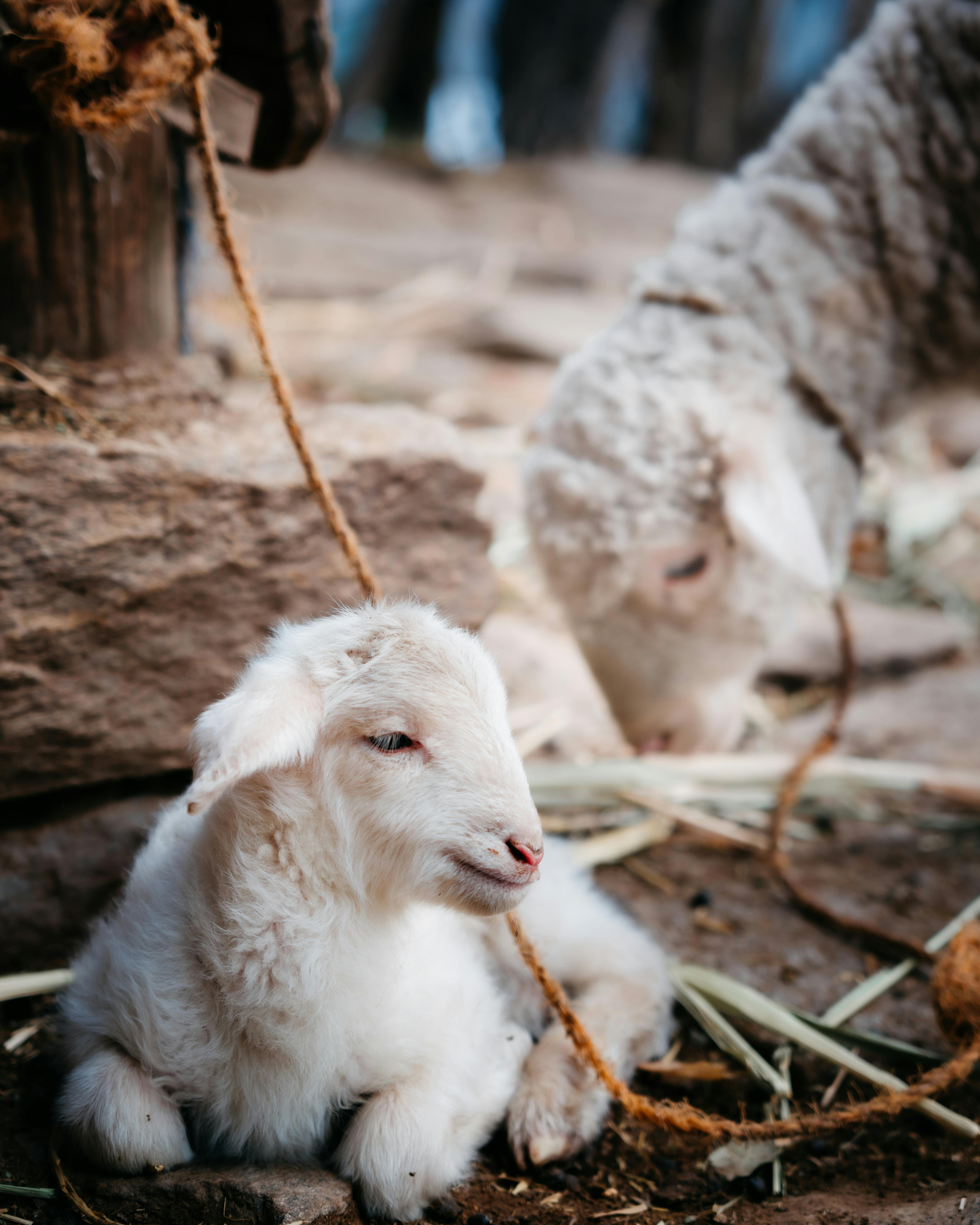 Shallow Focus Photography of Sheep · Free Stock Photo