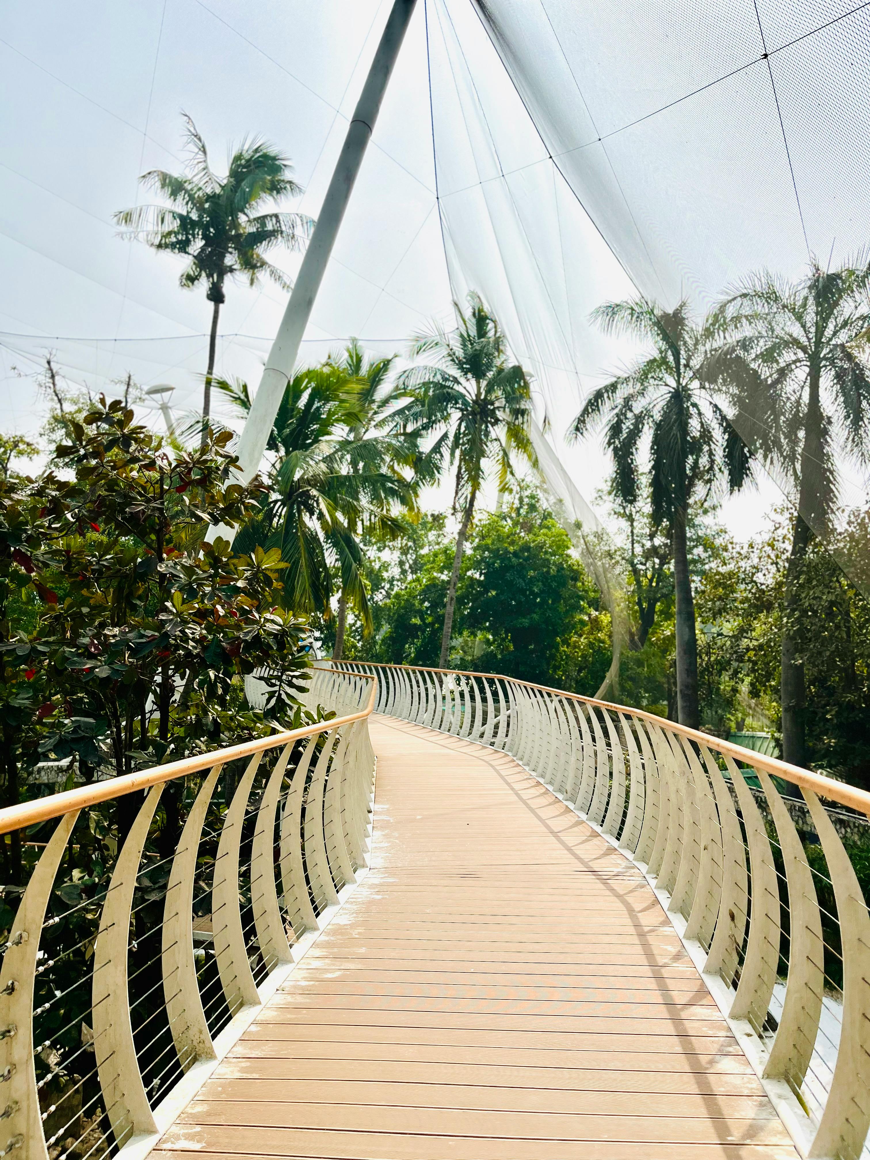Palm Trees around Footbridge in Botanical Garden · Free Stock Photo