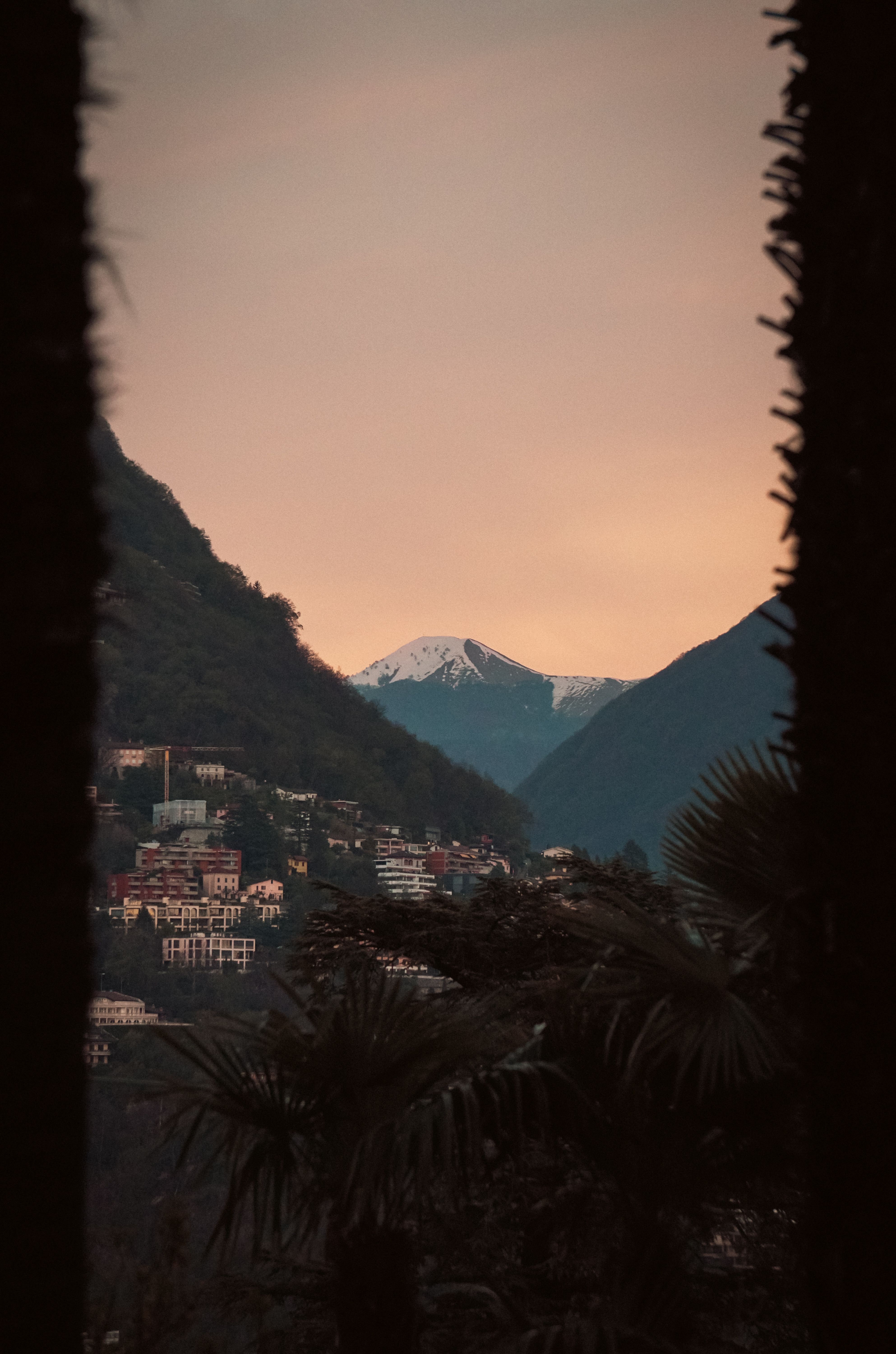 mountain view through palmtrees · Free Stock Photo