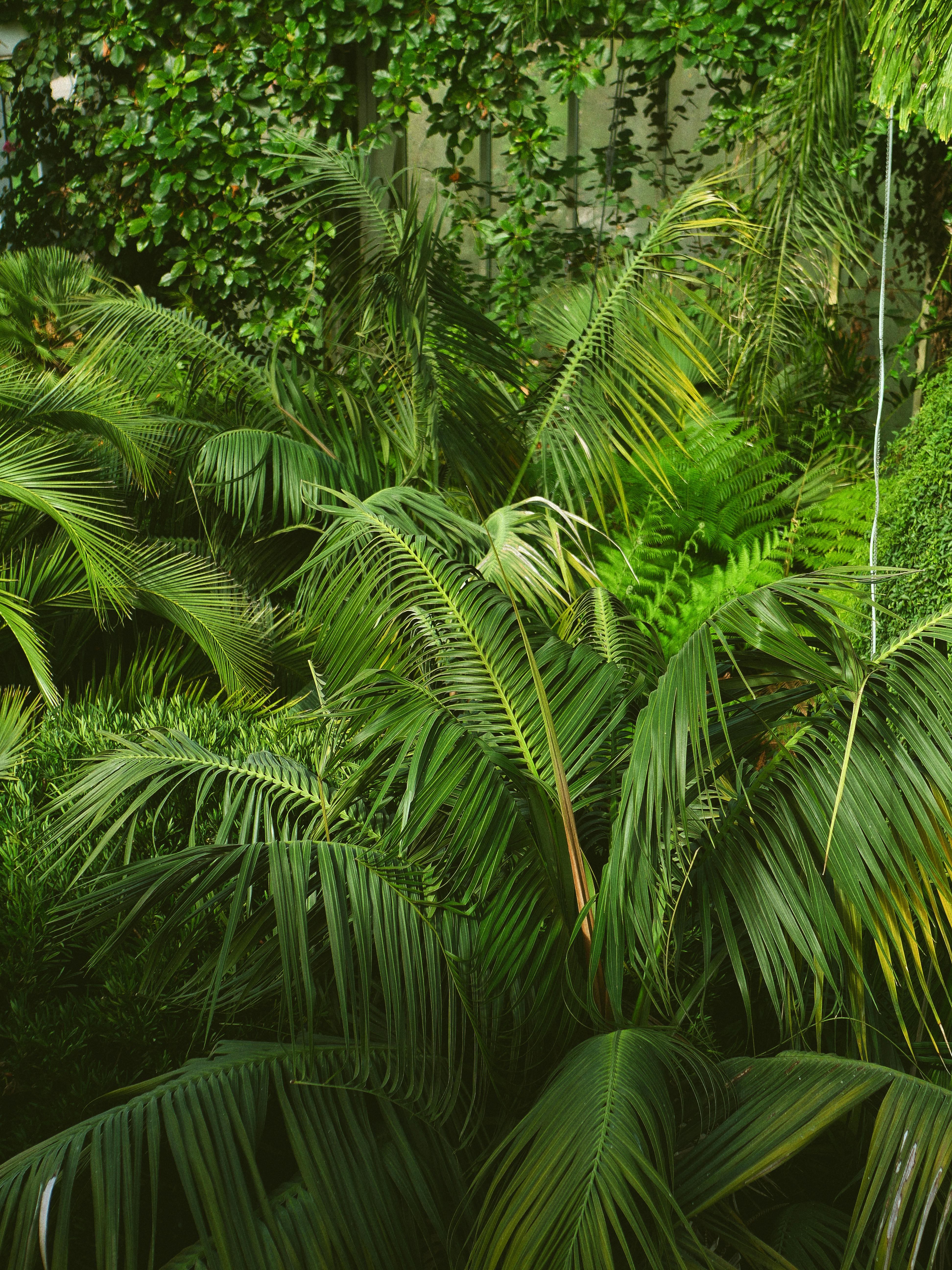 Tropical Trees Leaves · Free Stock Photo