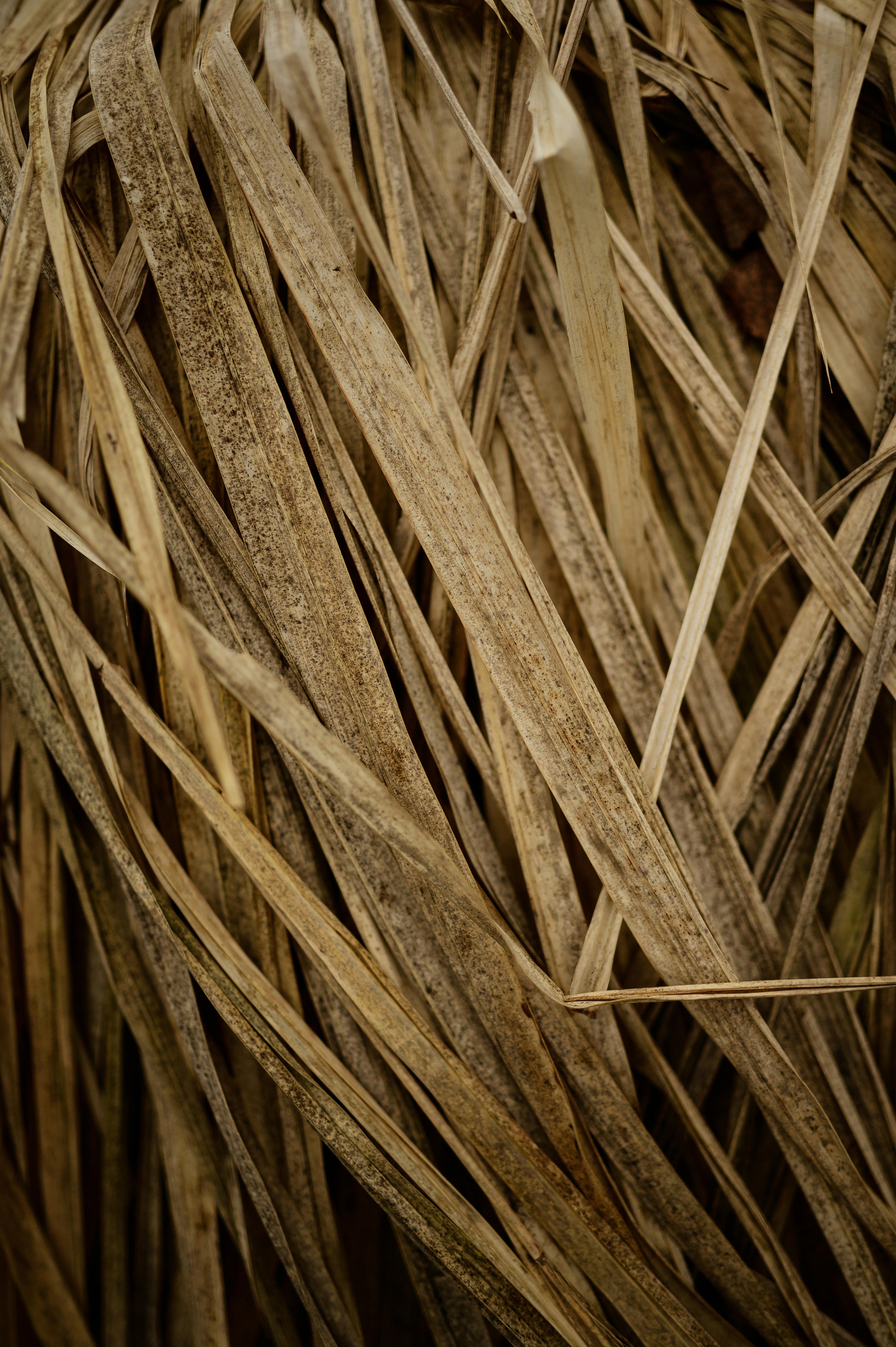 A close up of a pile of straw · Free Stock Photo