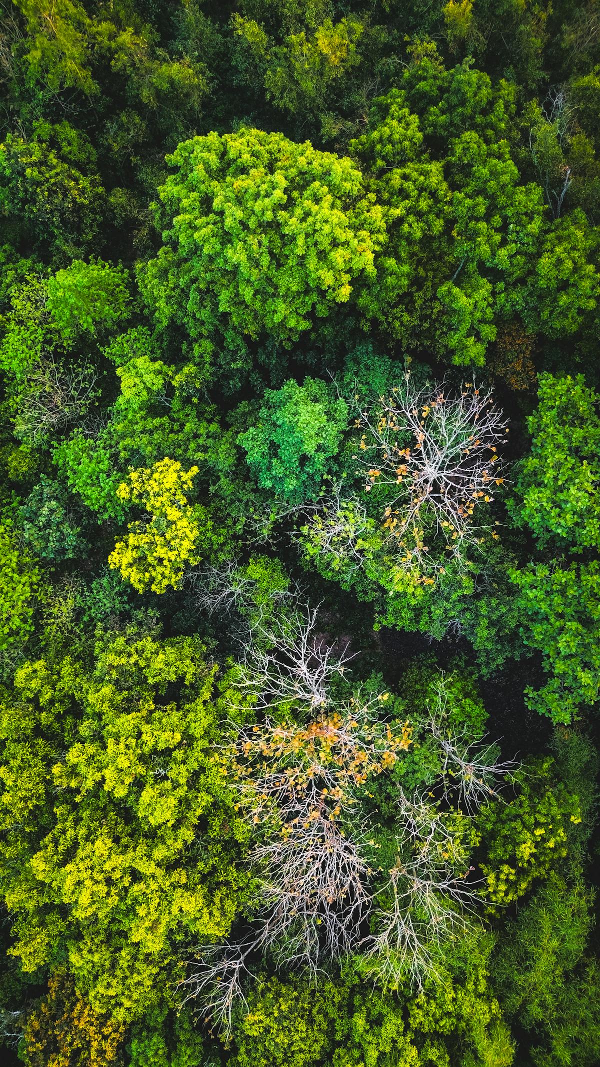 Forest Above Photos, Download The BEST Free Forest Above Stock Photos ...