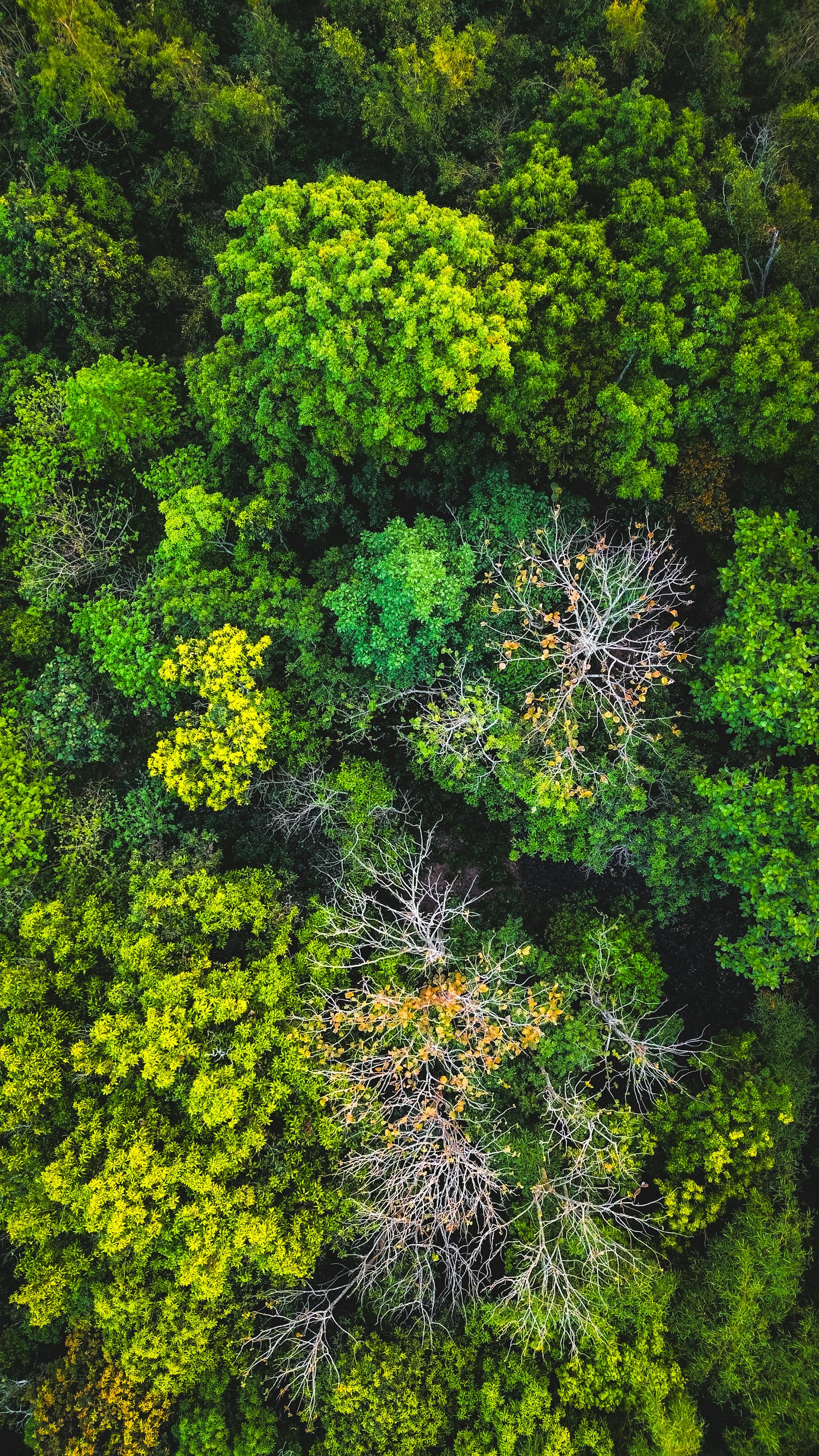 Forest Above Photos, Download The BEST Free Forest Above Stock Photos ...