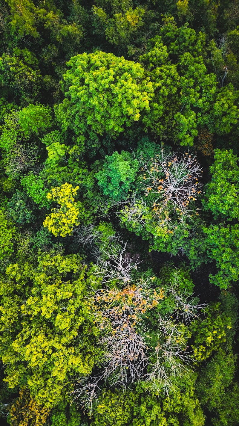 Forest Above Photos, Download The BEST Free Forest Above Stock Photos ...