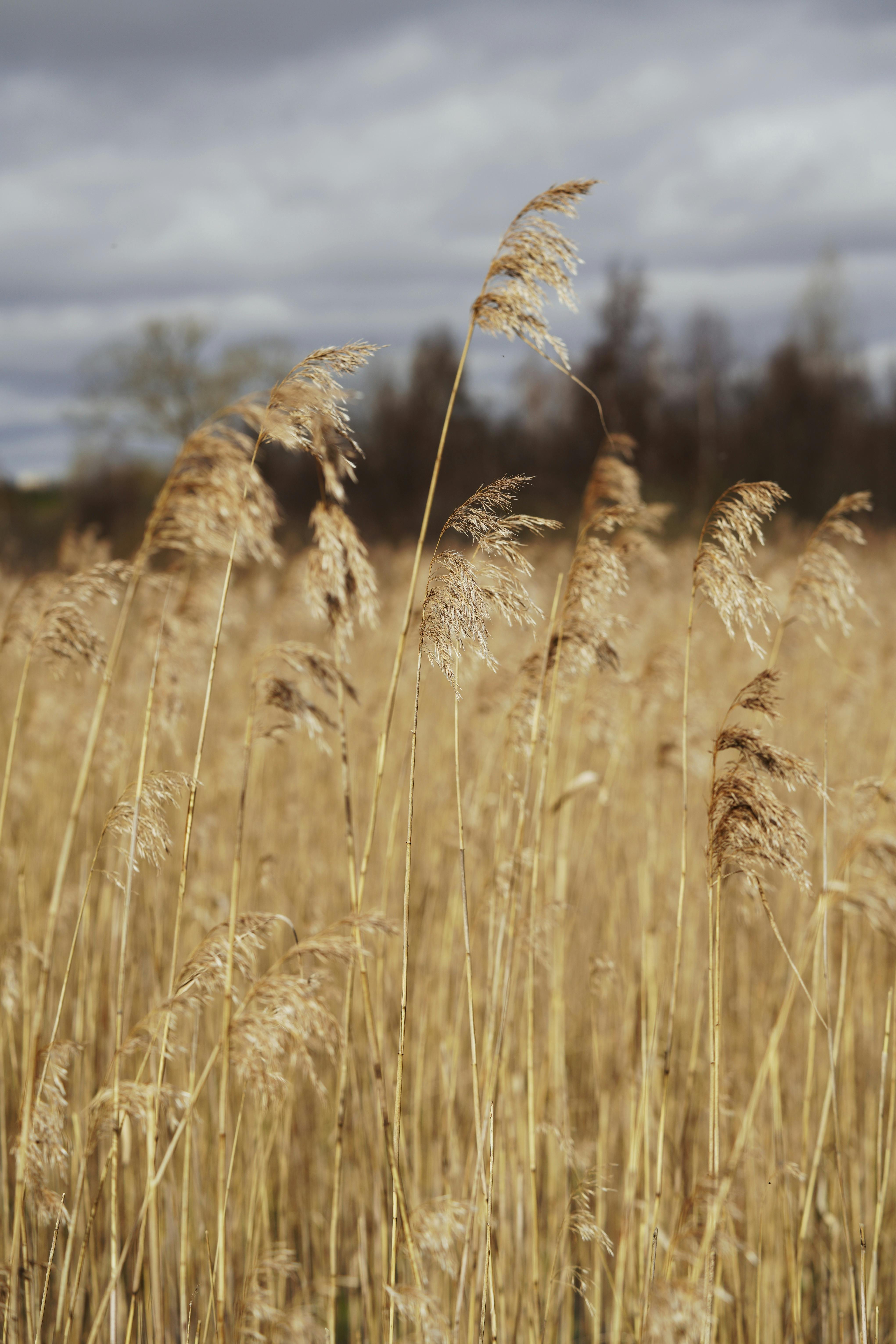 A tall grass field with some tall brown grass · Free Stock Photo