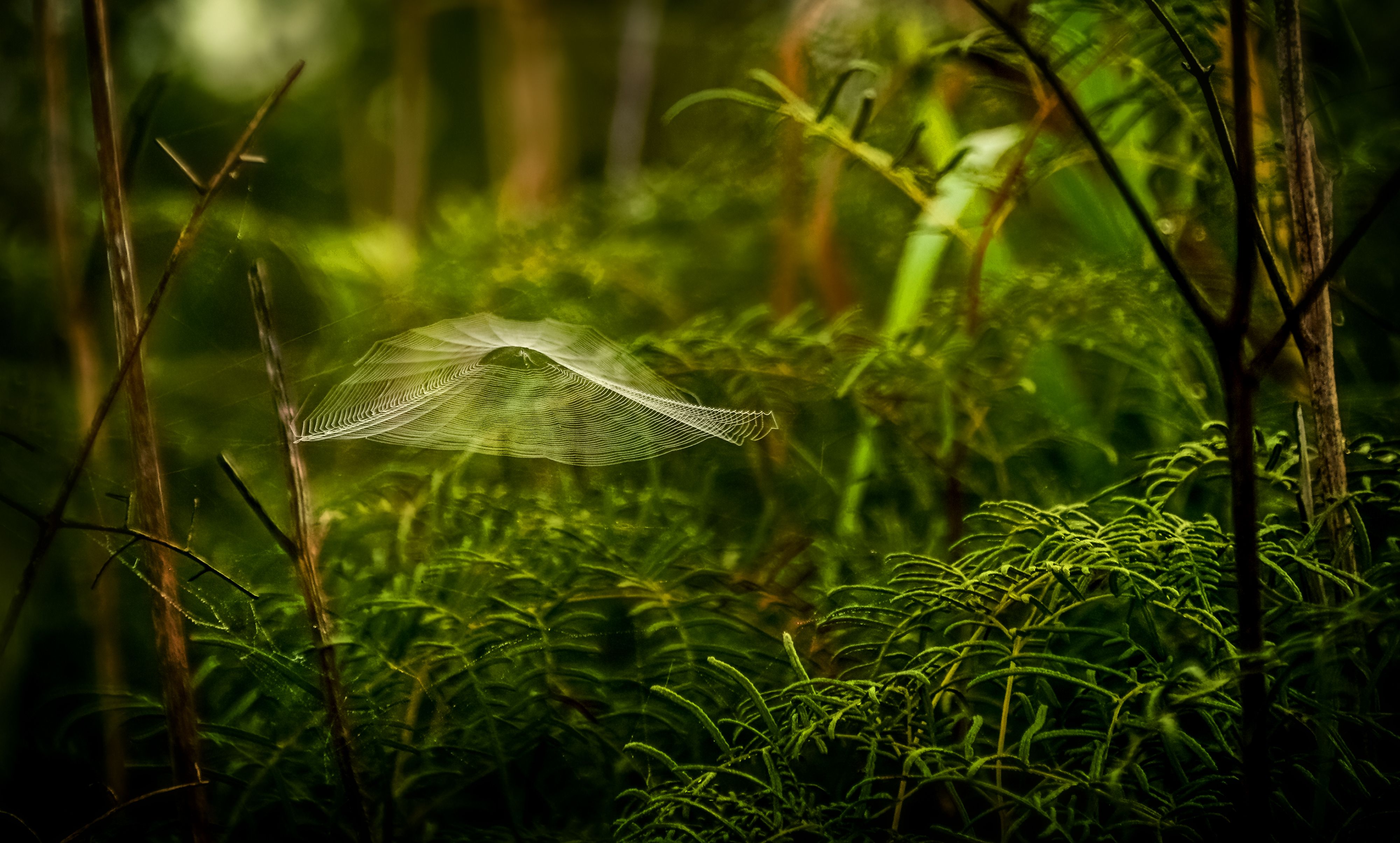 Hanging Web Photos, Download The BEST Free Hanging Web Stock Photos ...
