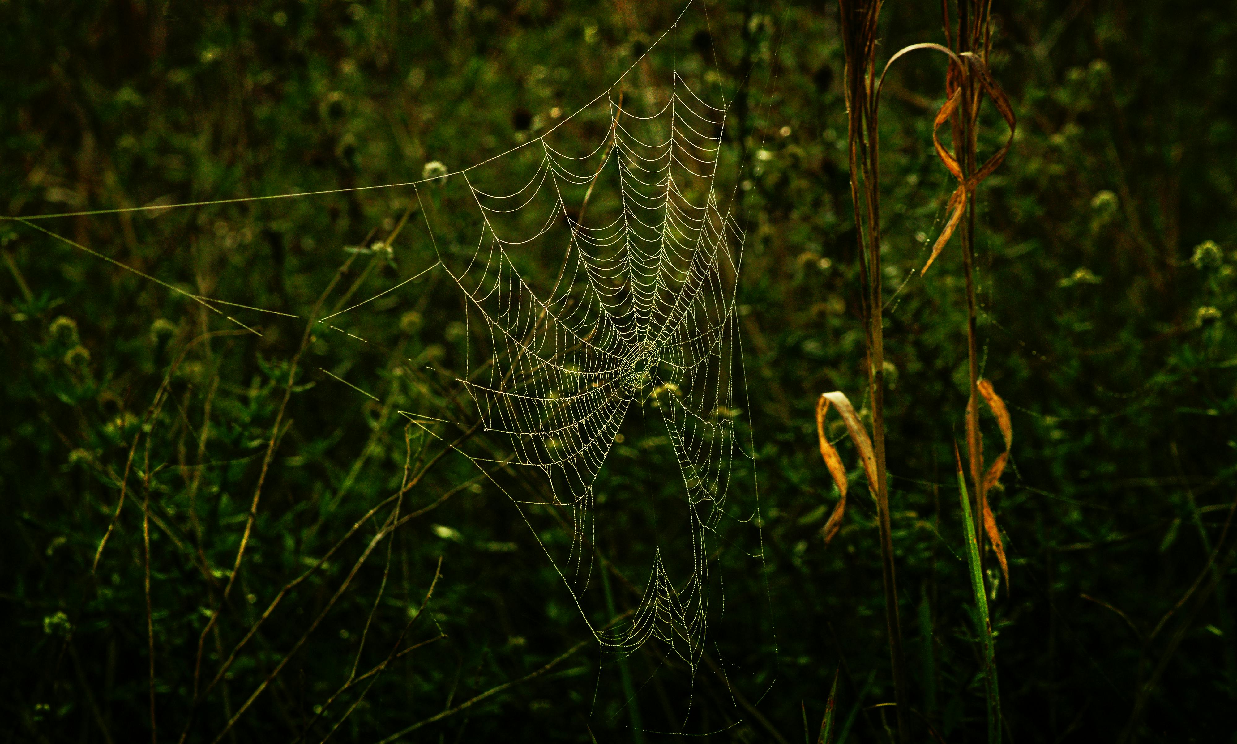 Torn Spiderweb among Plants · Free Stock Photo