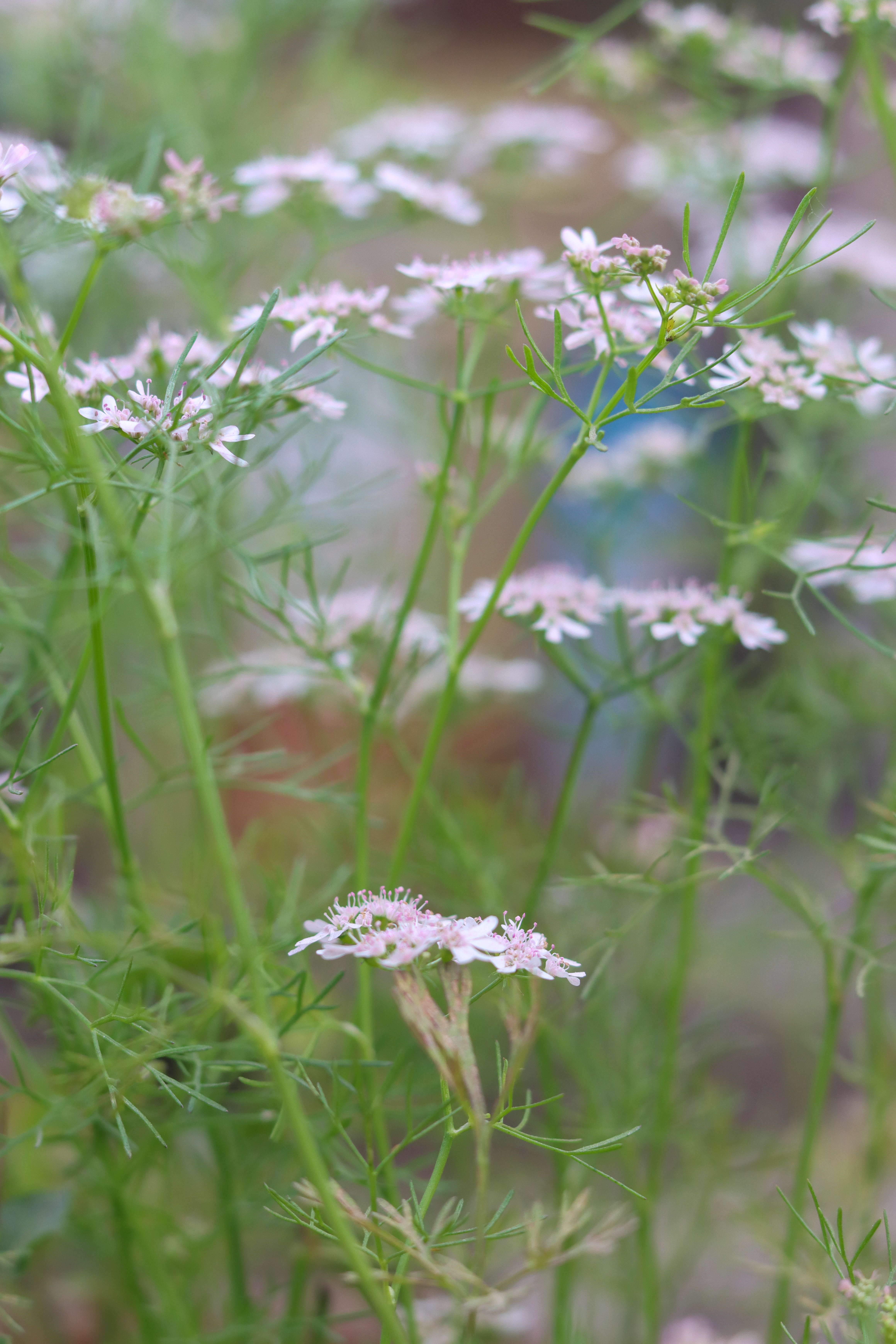 Coriander Plants Photos, Download The BEST Free Coriander Plants Stock ...
