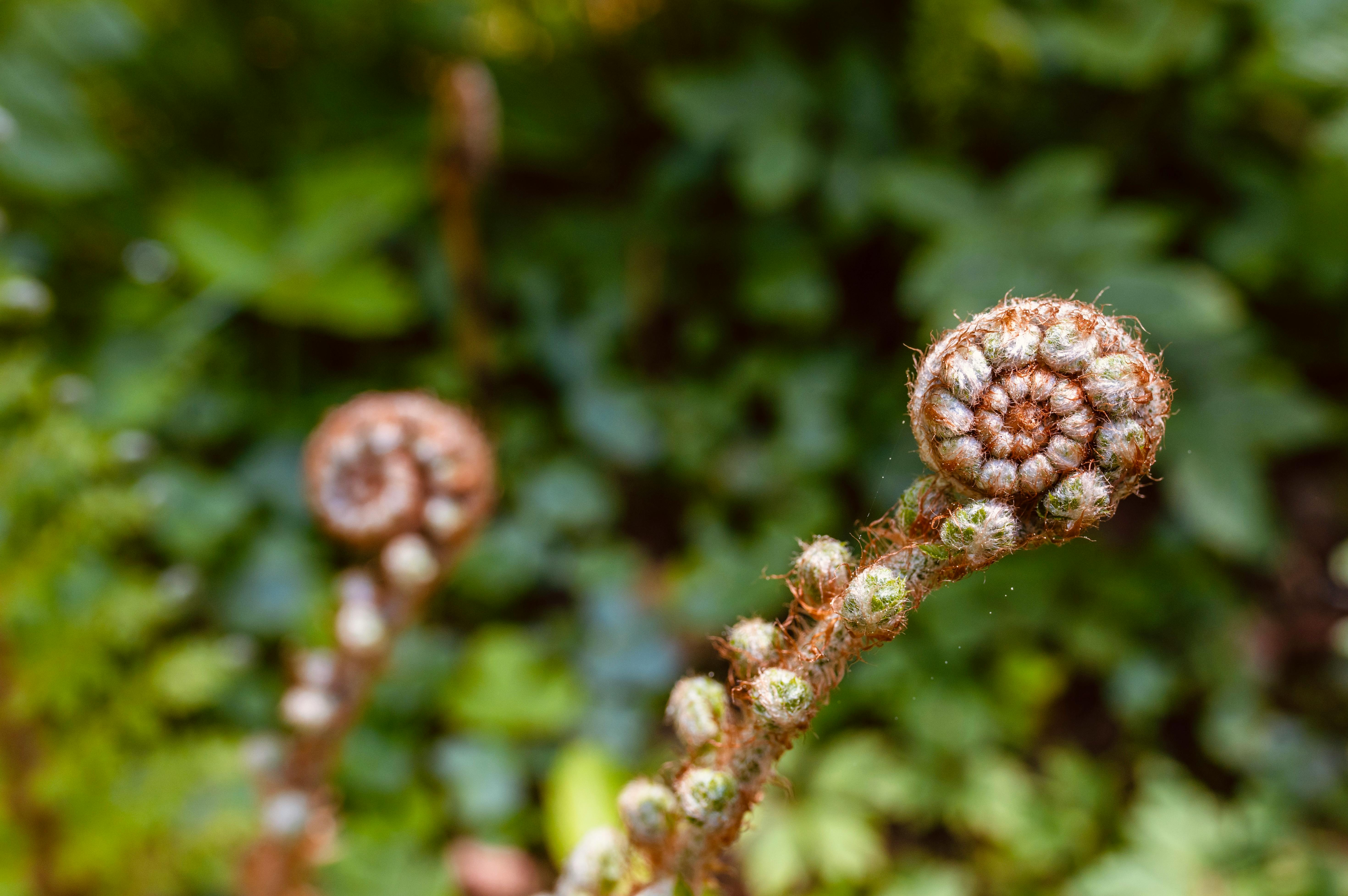 Close-up of Spiral Fern Buds · Free Stock Photo