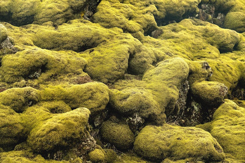 Algae Photos, Download The BEST Free Algae Stock Photos & HD Images