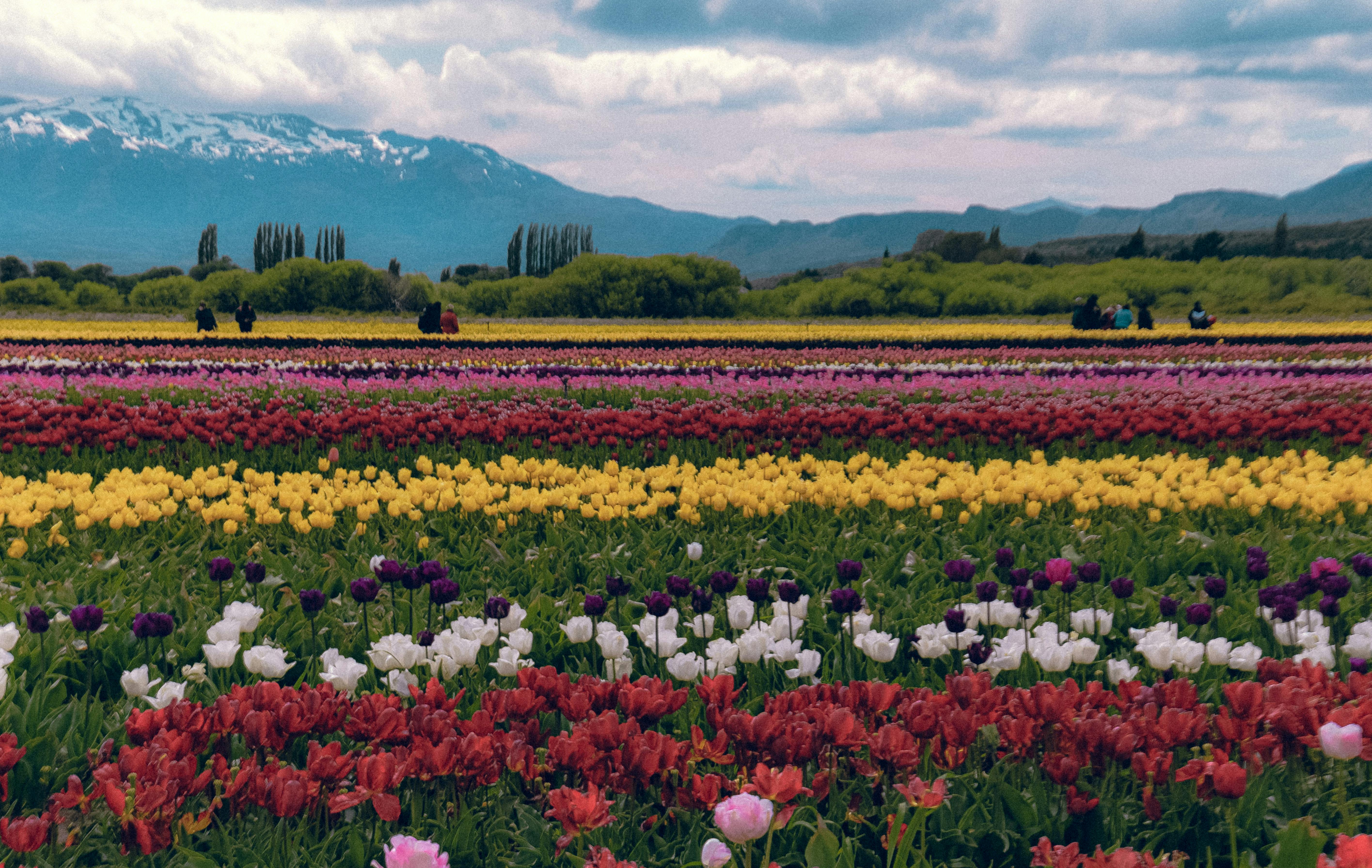 Scenic View of a Field Full of Colorful Tulips and Mountains in the ...