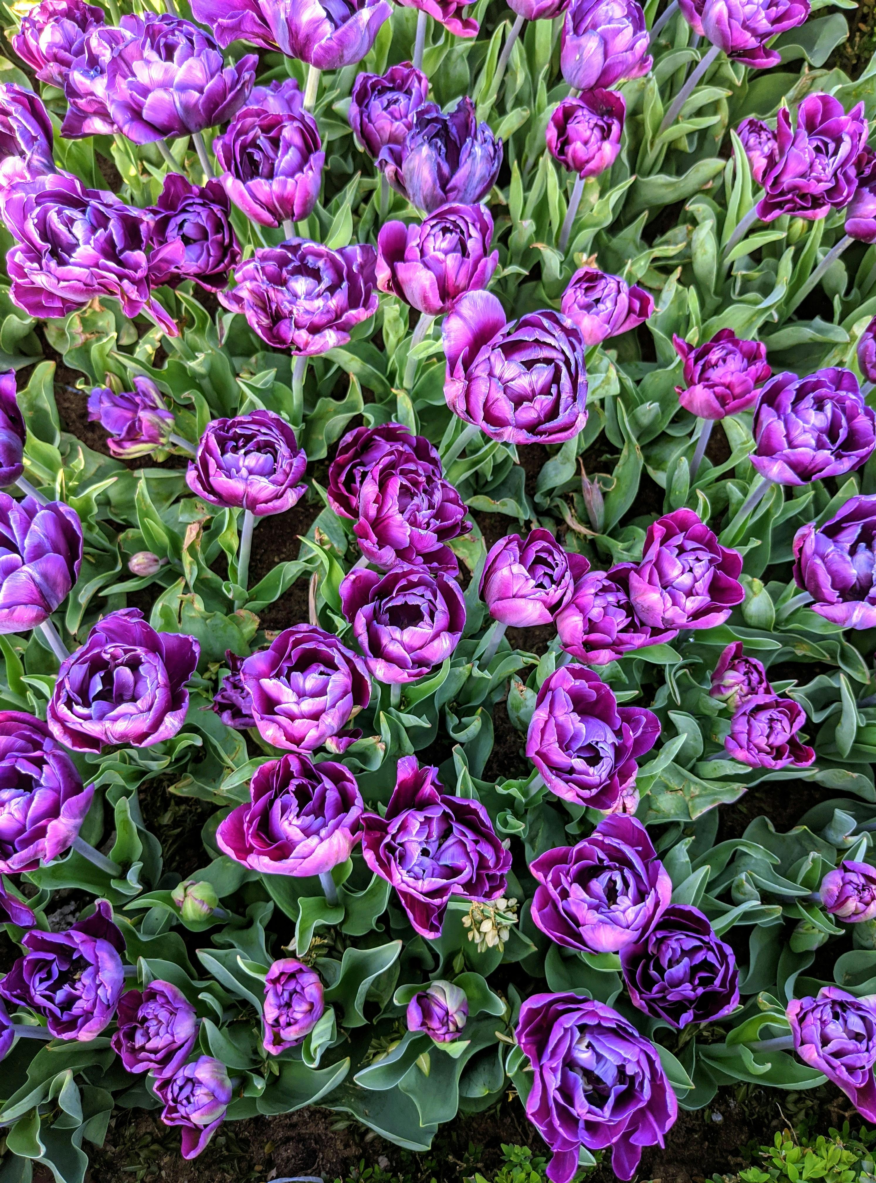 A close up of purple tulips in a garden · Free Stock Photo