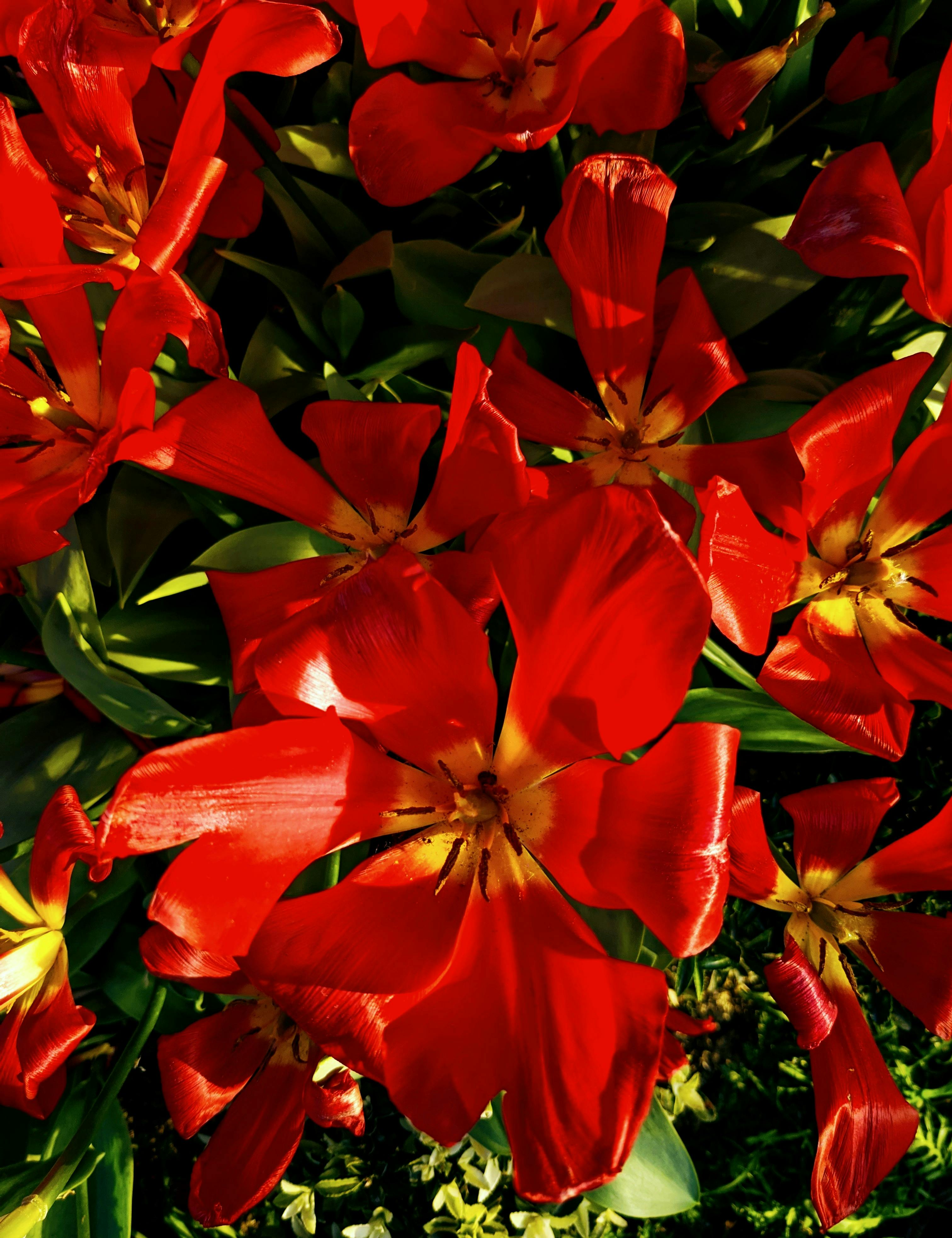 A close up of red flowers in a vase · Free Stock Photo